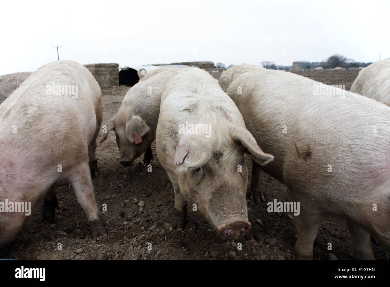 Domestic pigs hi-res stock photography and images - Alamy