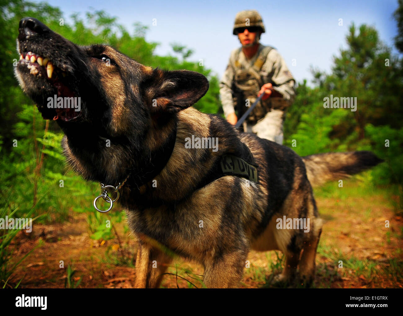 Fanta, a U.S. Air Force military working dog assigned to the 51st ...