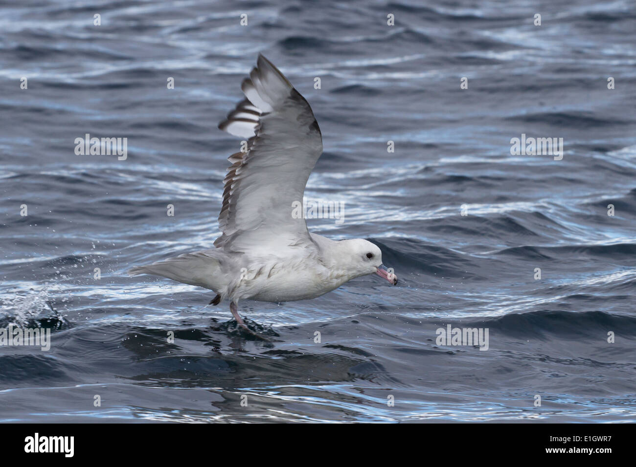 Antarctic fulmars soaring with the ocean surface in Antarctica 1 Stock ...