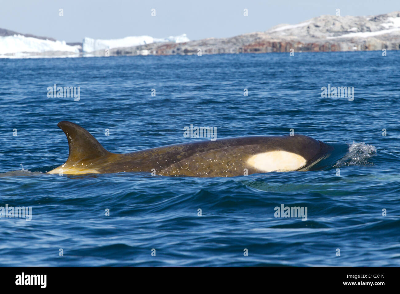 female orca or killer whale floating along the Antarctic Islands 1 ...