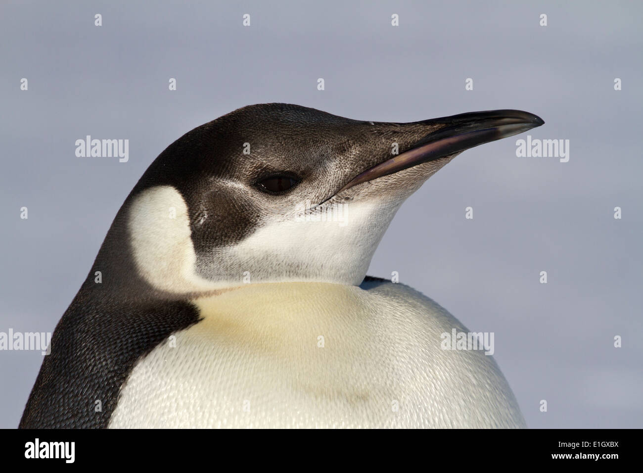 Pengu hi-res stock photography and images - Alamy