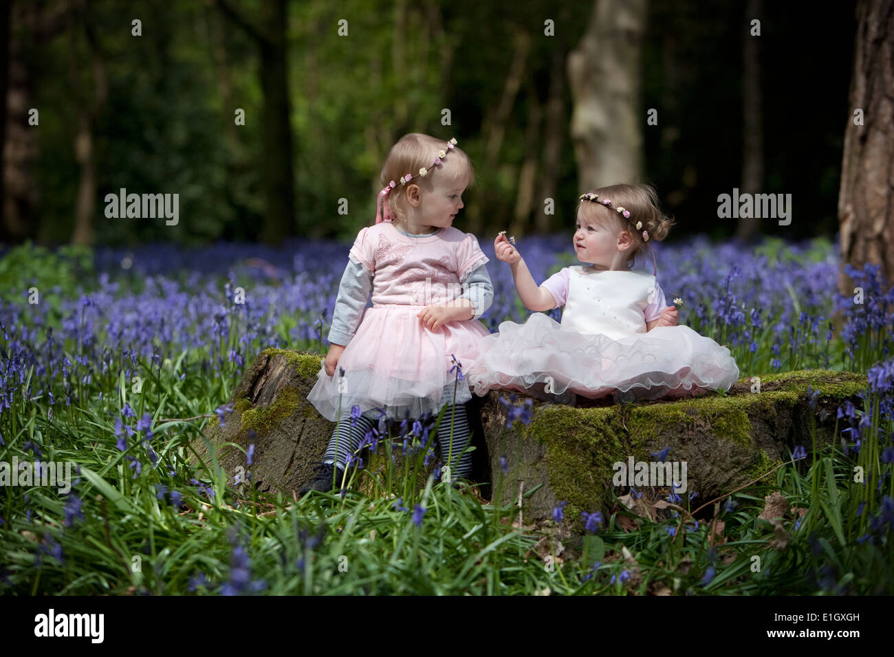 Two young children sitting on a tree stump in a wood full of wild ...