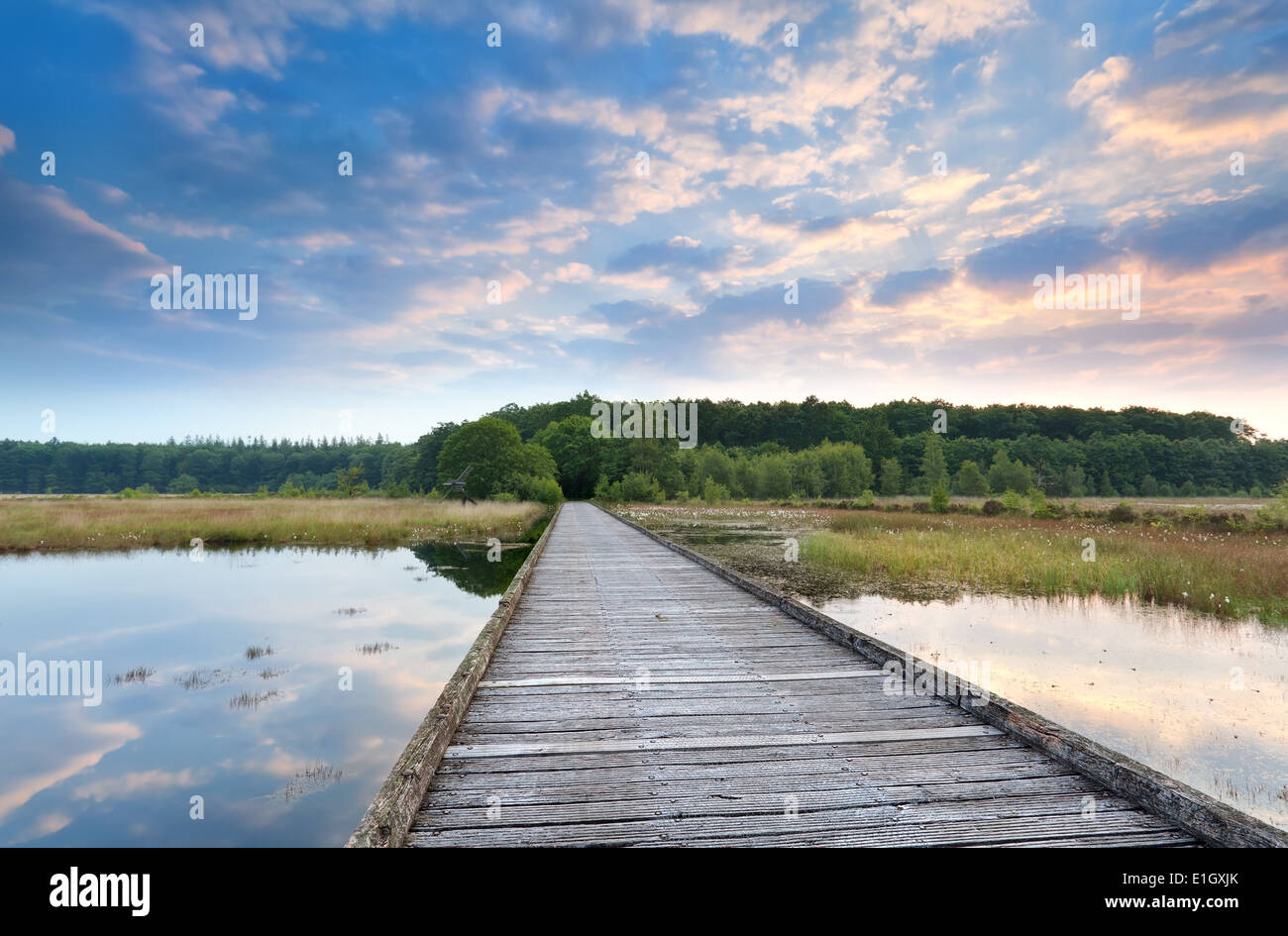 wooden bridge through swamp in forest at sunrise Stock Photo - Alamy