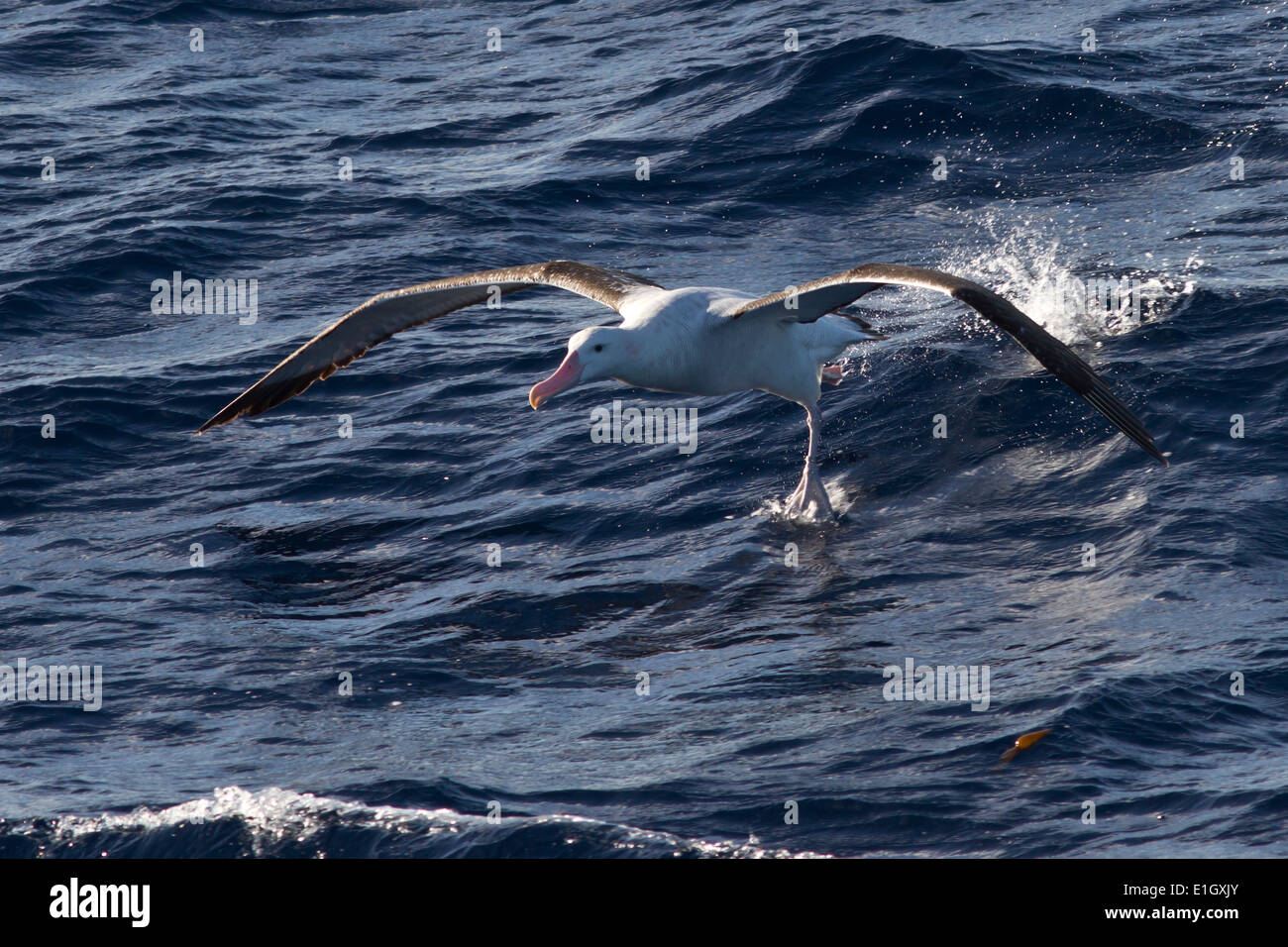 wandering albatross taking off from the surface of the Atlantic Ocean ...