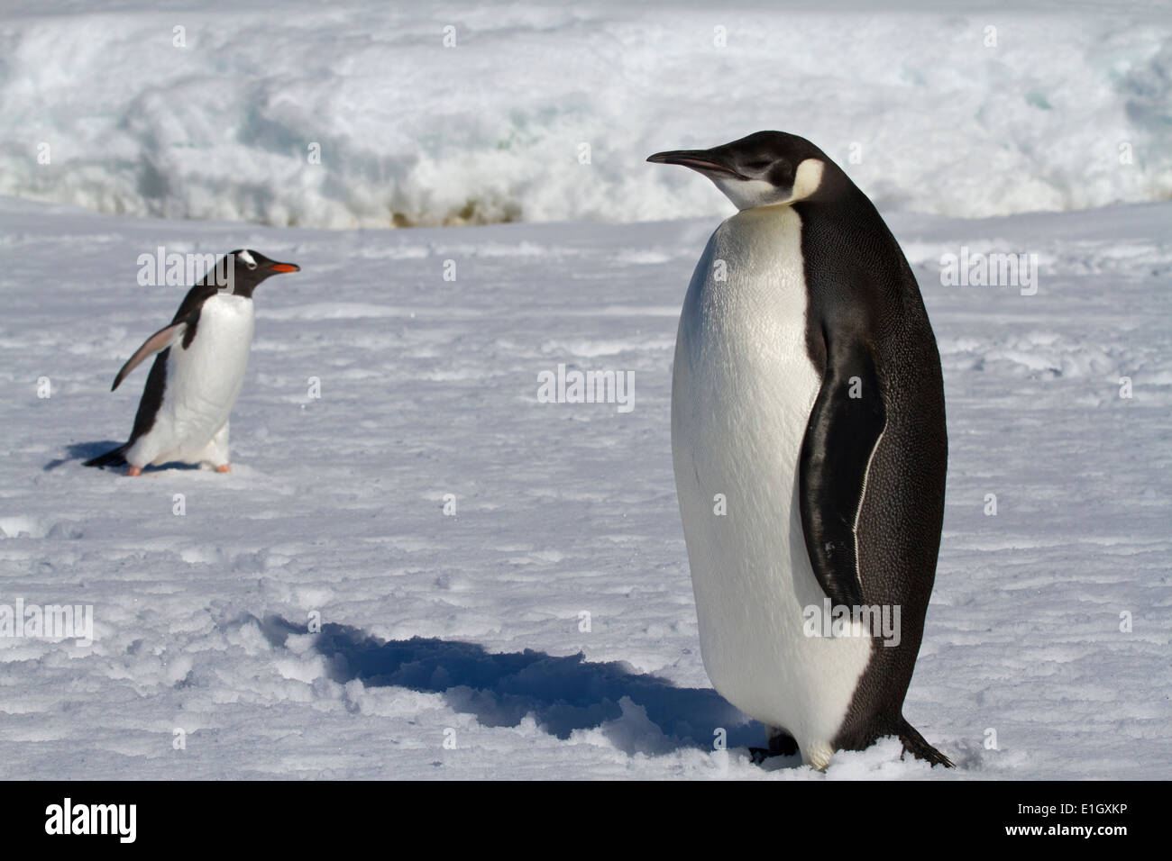 Emperor penguins walking on snow hi-res stock photography and images ...