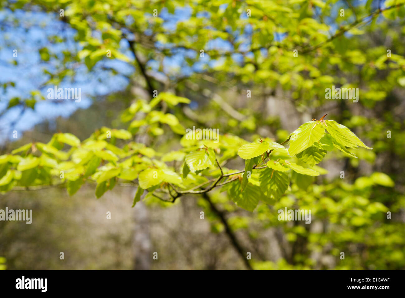 Spring foliage of European Beech, Fagus sylvatica, Wales, UK Stock ...