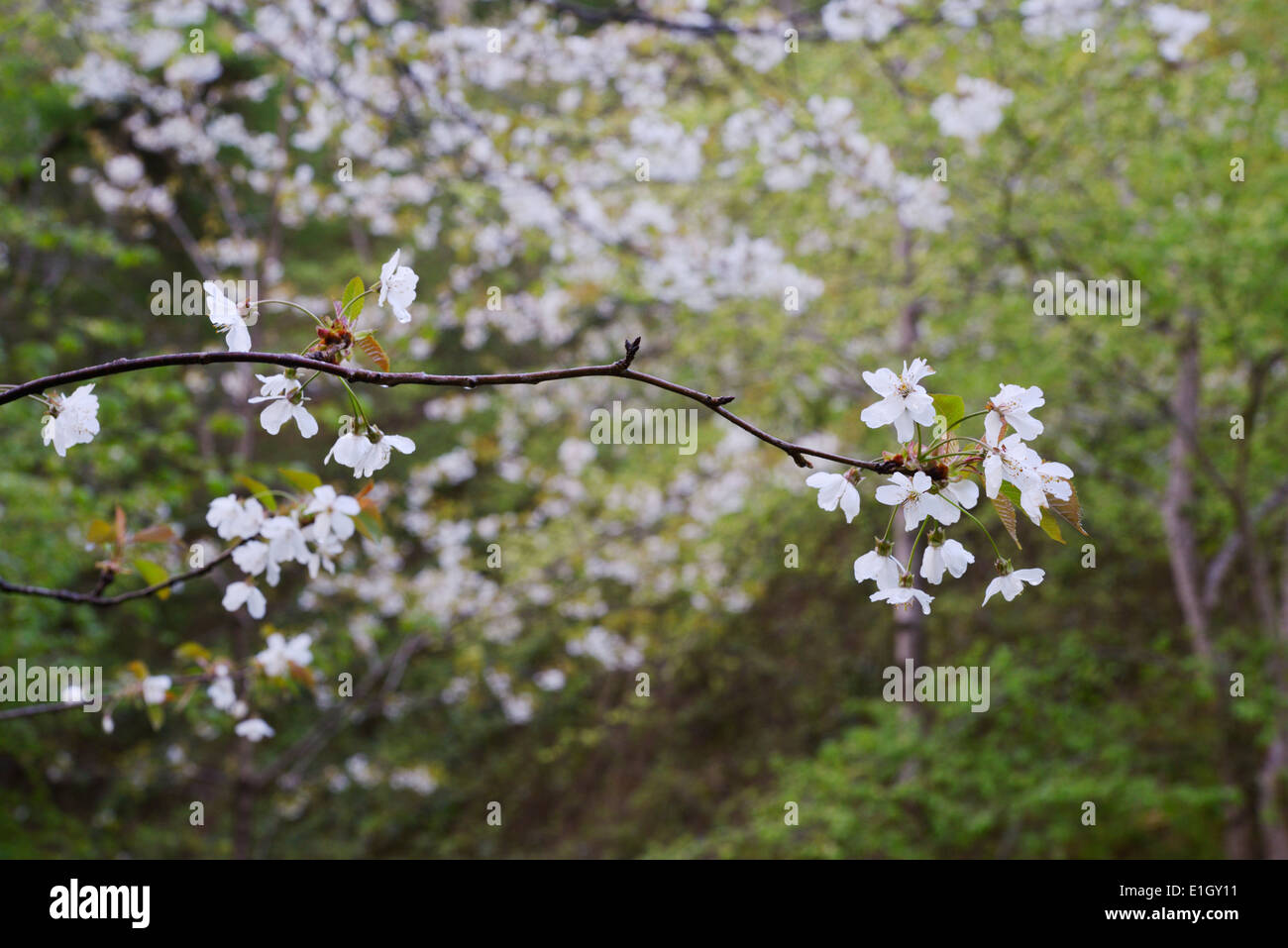 Cherry blossom uk prunus avium hi-res stock photography and images - Alamy