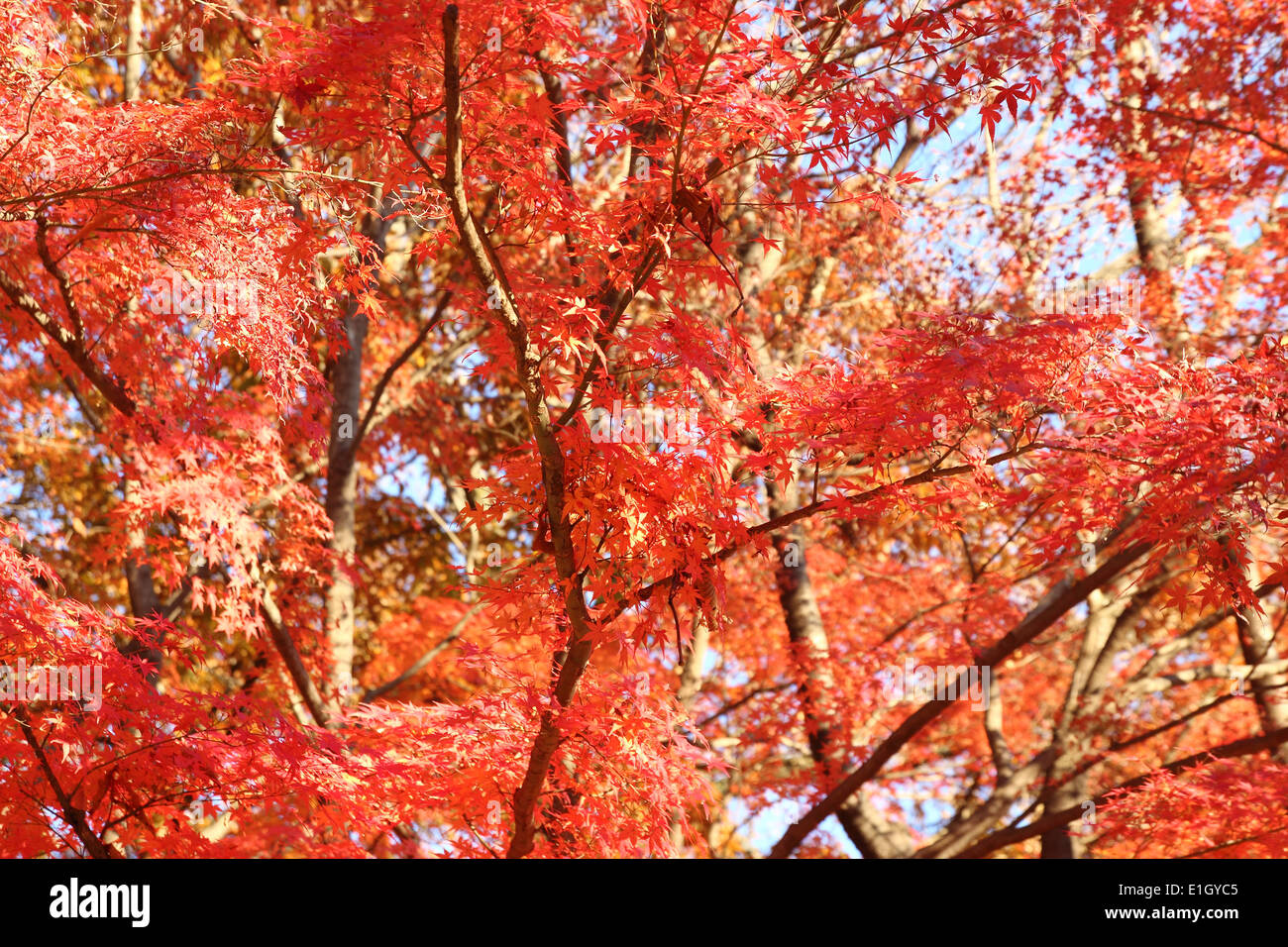japanese red maple tree background , saitama,Japan Stock Photo - Alamy