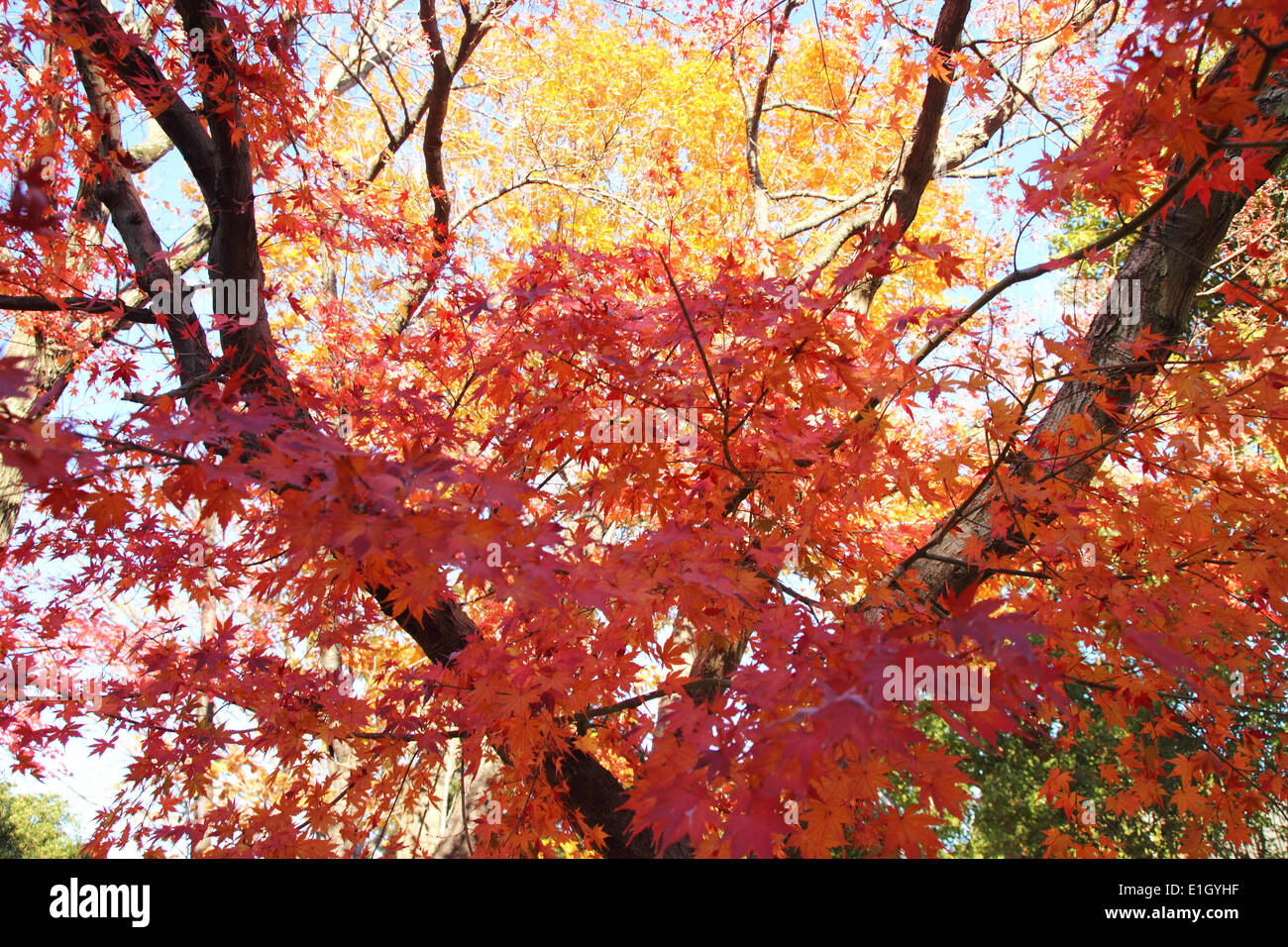 japanese red maple tree background , saitama,Japan Stock Photo - Alamy