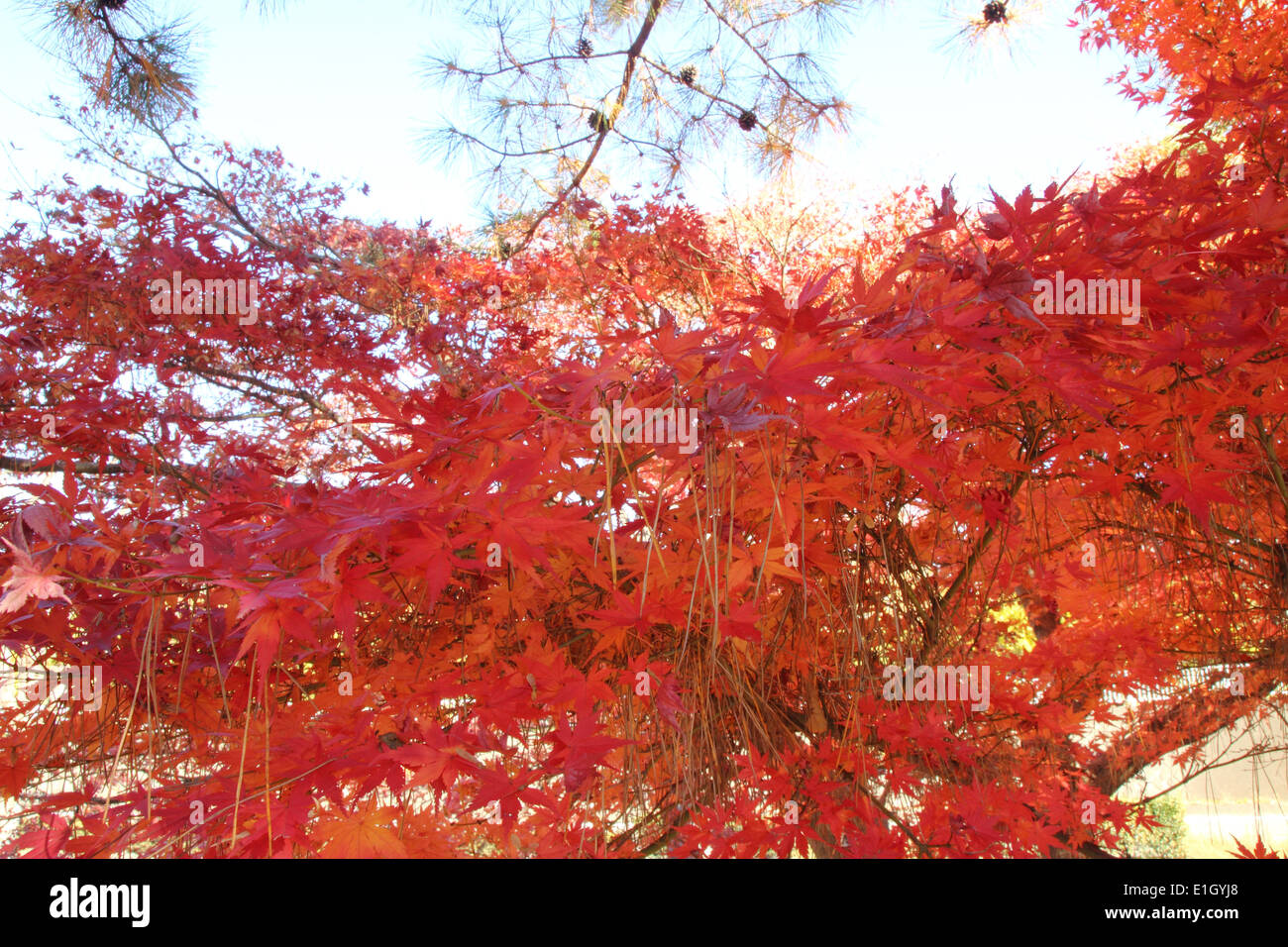 japanese red maple tree background , saitama, Japan Stock Photo - Alamy