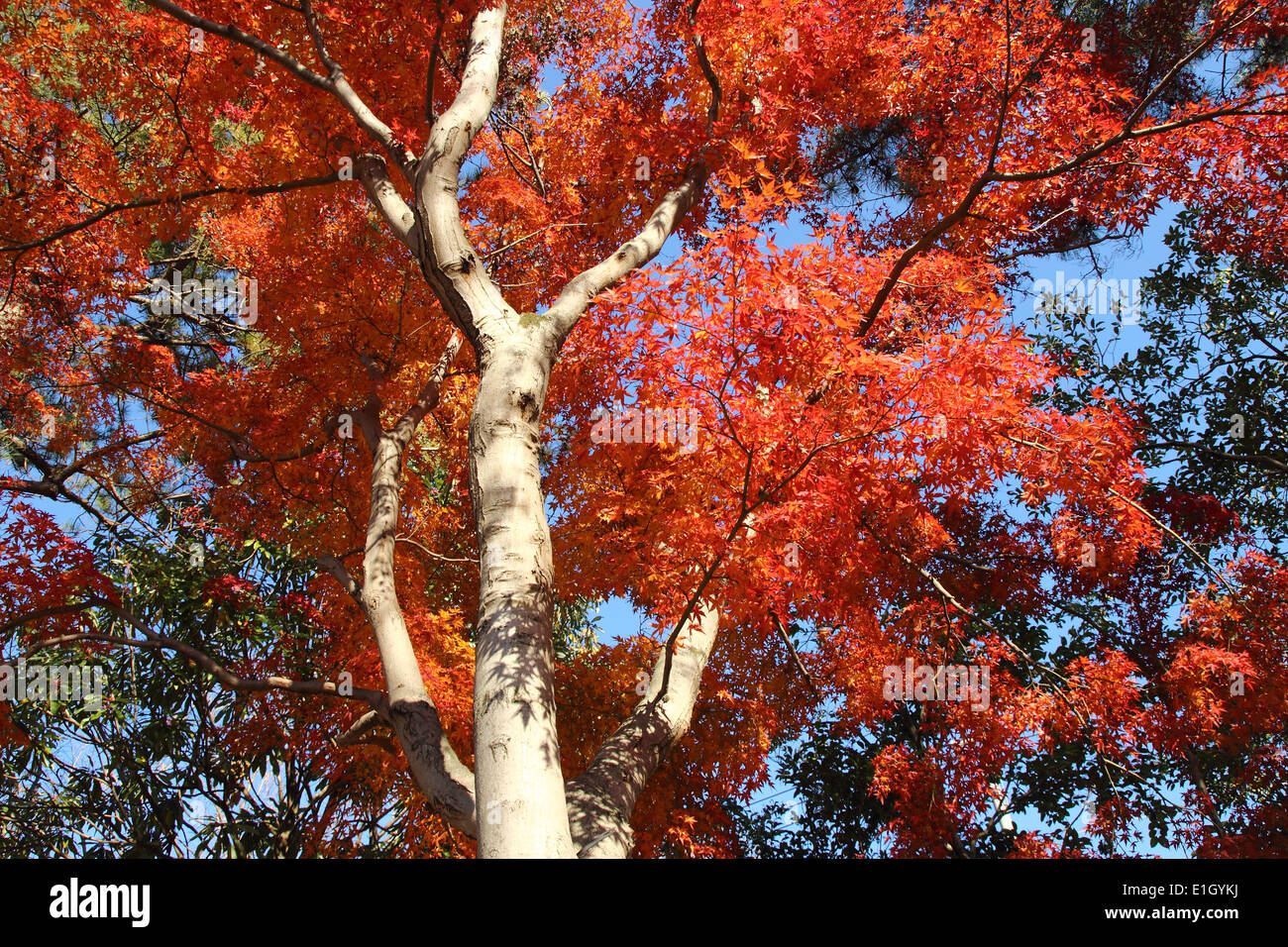japanese red maple tree background , saitama, Japan Stock Photo - Alamy