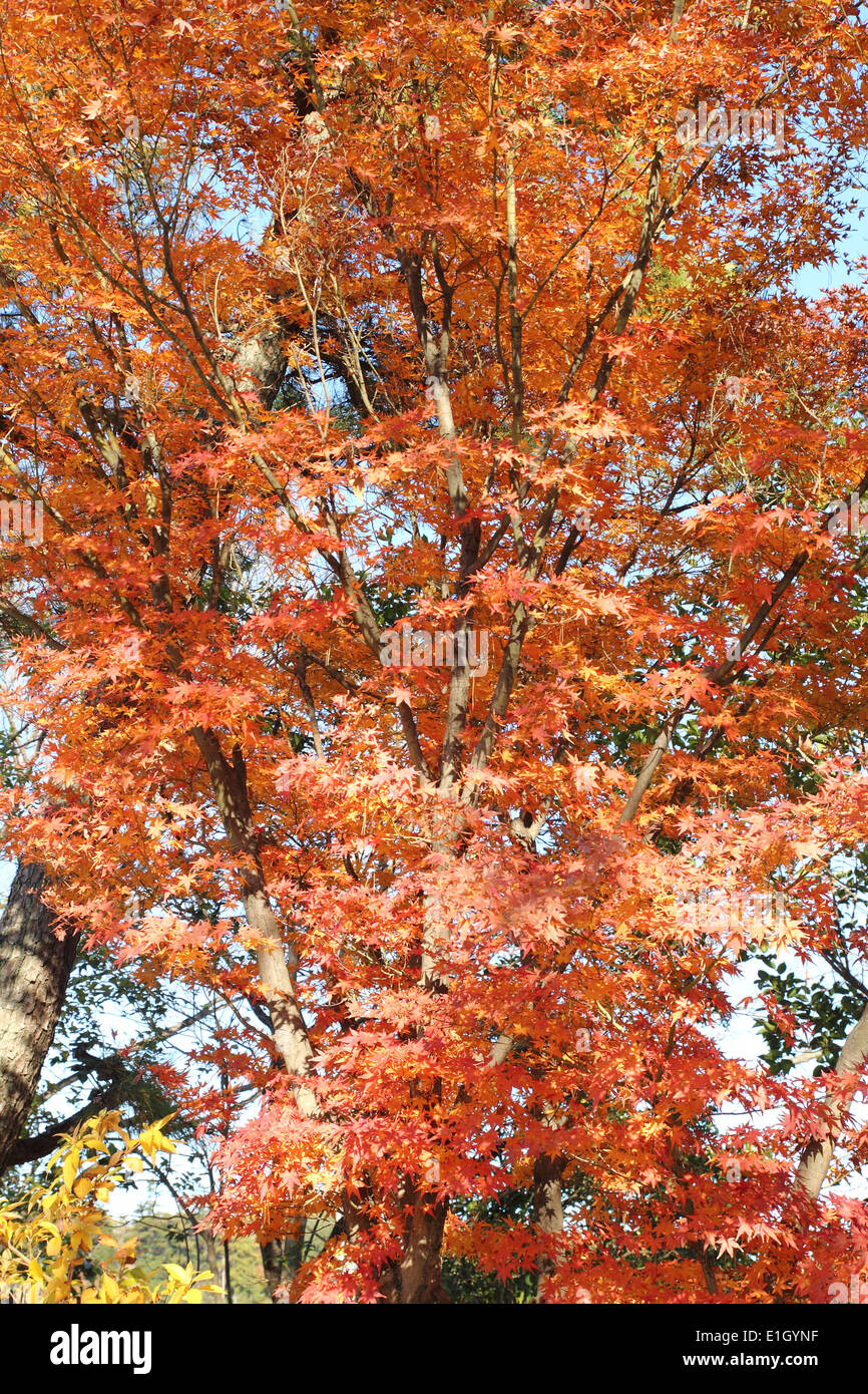 japanese red maple tree background , saitama, Japan Stock Photo - Alamy