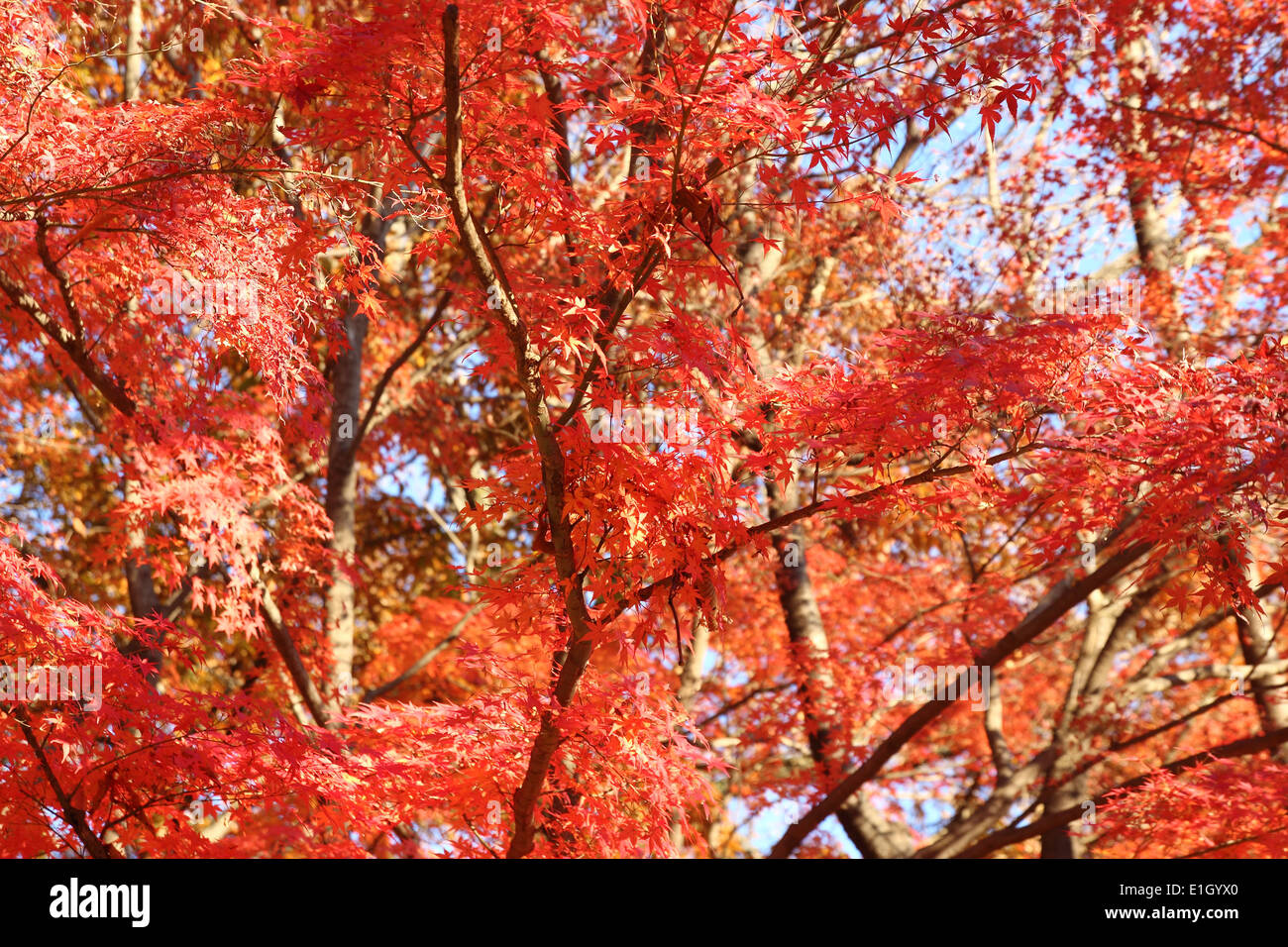 japanese red maple tree background , saitama, Japan Stock Photo - Alamy