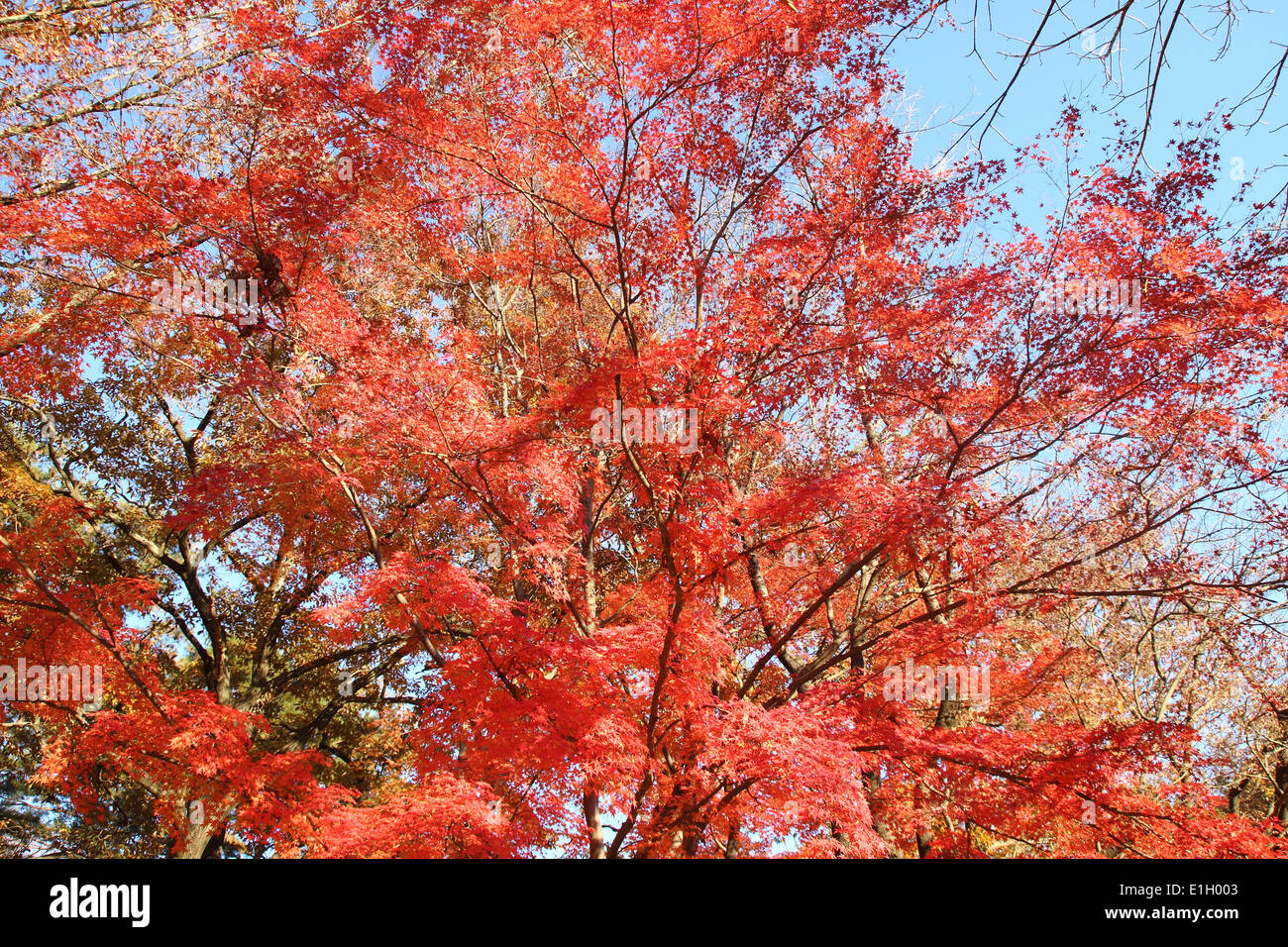 japanese maple tree background , saitama, Japan Stock Photo - Alamy