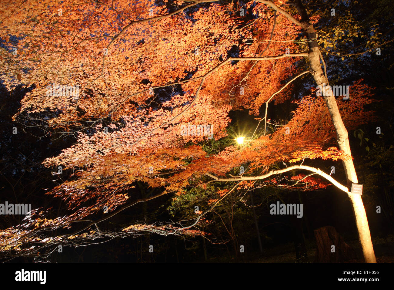 night Japanese red maple tree background , Saitama, Japan Stock Photo ...