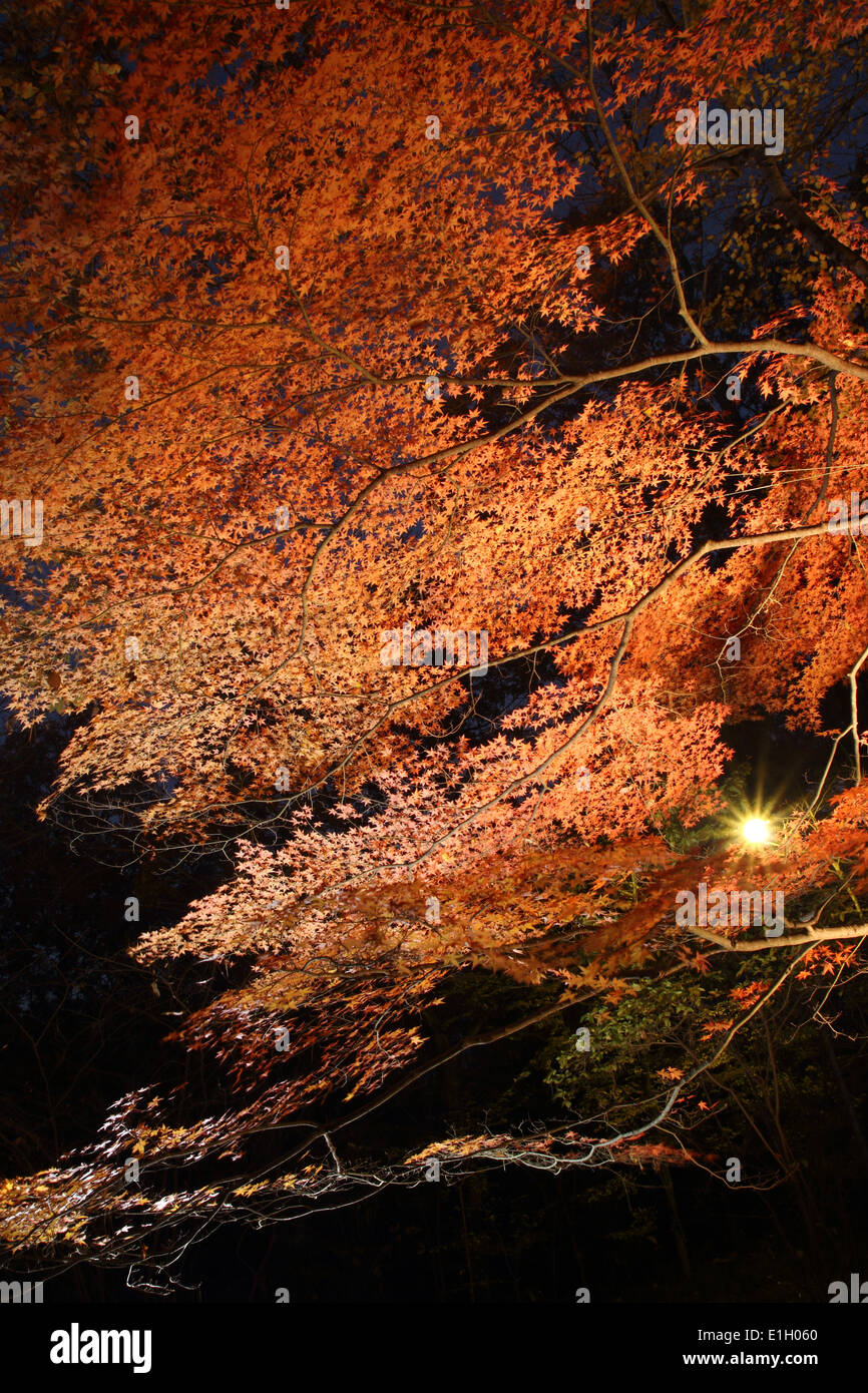 night Japanese red maple tree background , Saitama, Japan Stock Photo ...