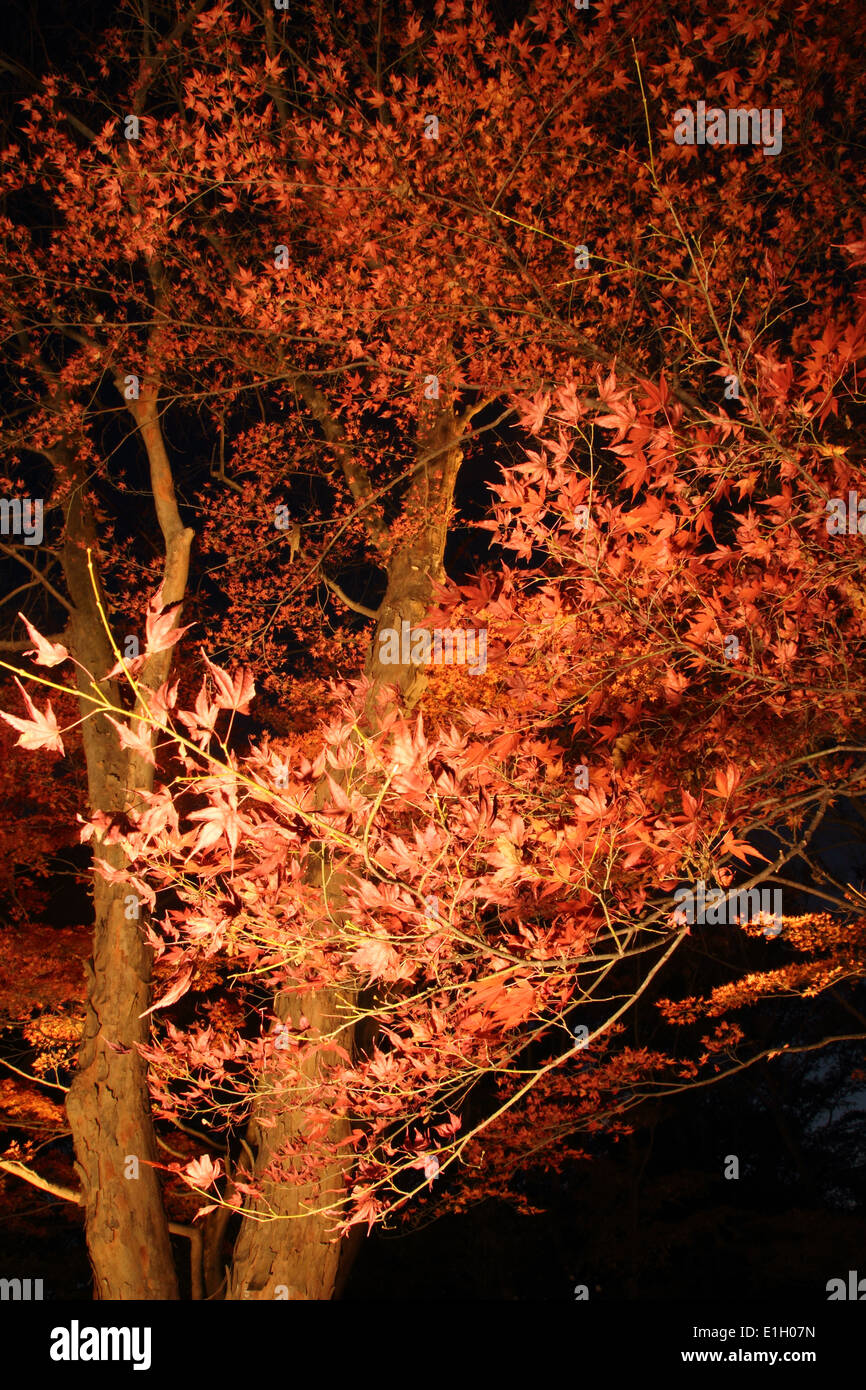 night Japanese red maple tree background , Saitama, Japan Stock Photo ...