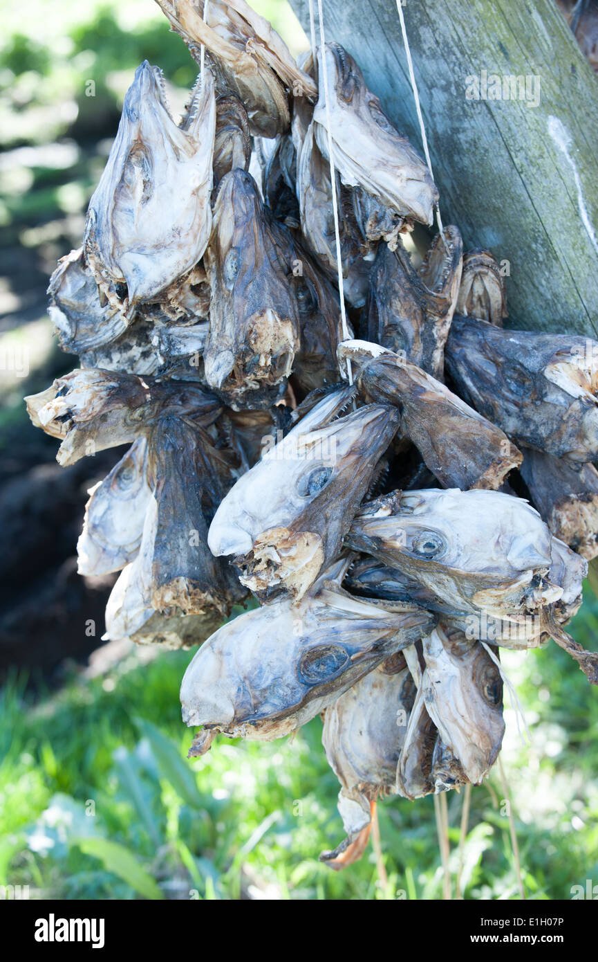 stockfish of the Lofoten Stock Photo - Alamy