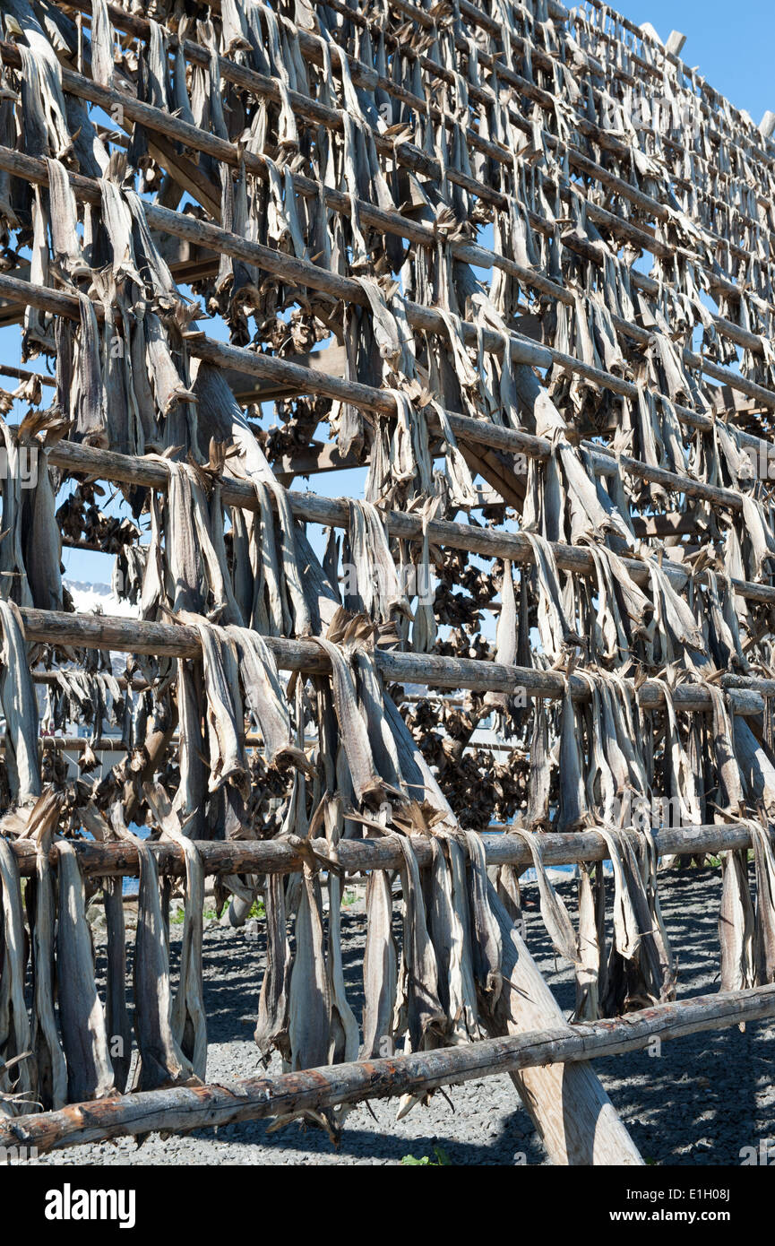 stockfish of the Lofoten Stock Photo - Alamy