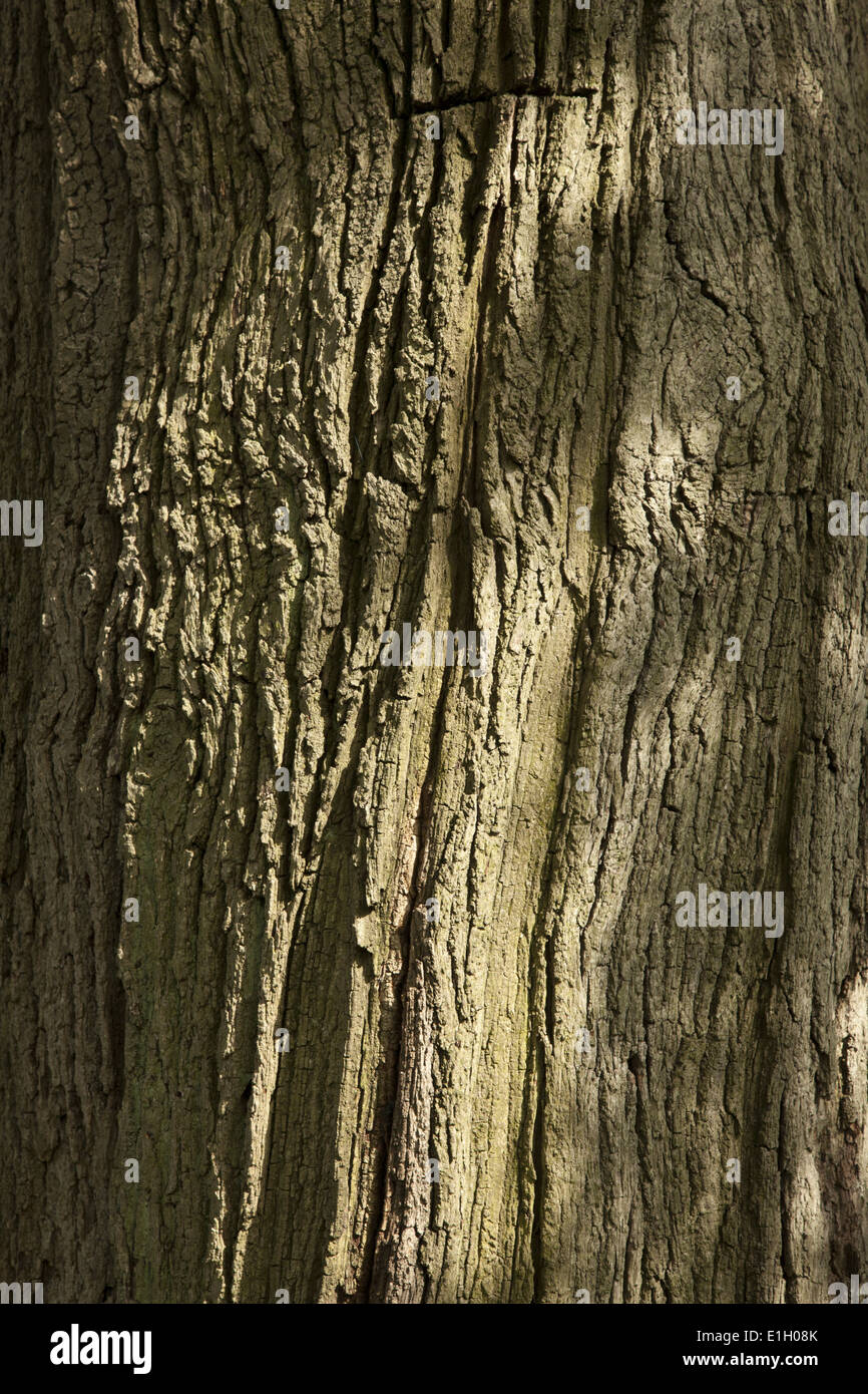 English oak tree bark hi-res stock photography and images - Alamy