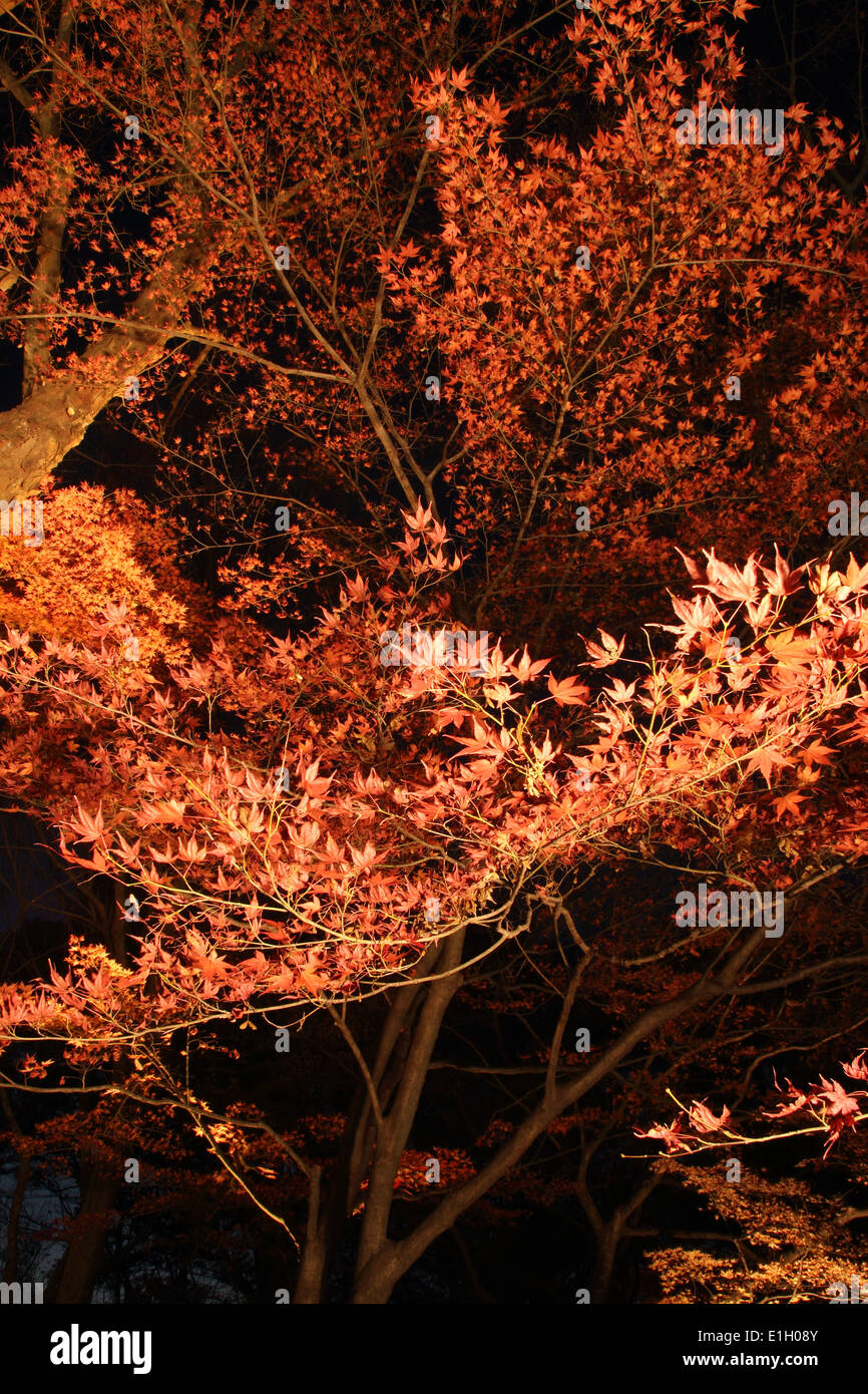 night Japanese red maple tree background , Saitama, Japan Stock Photo ...