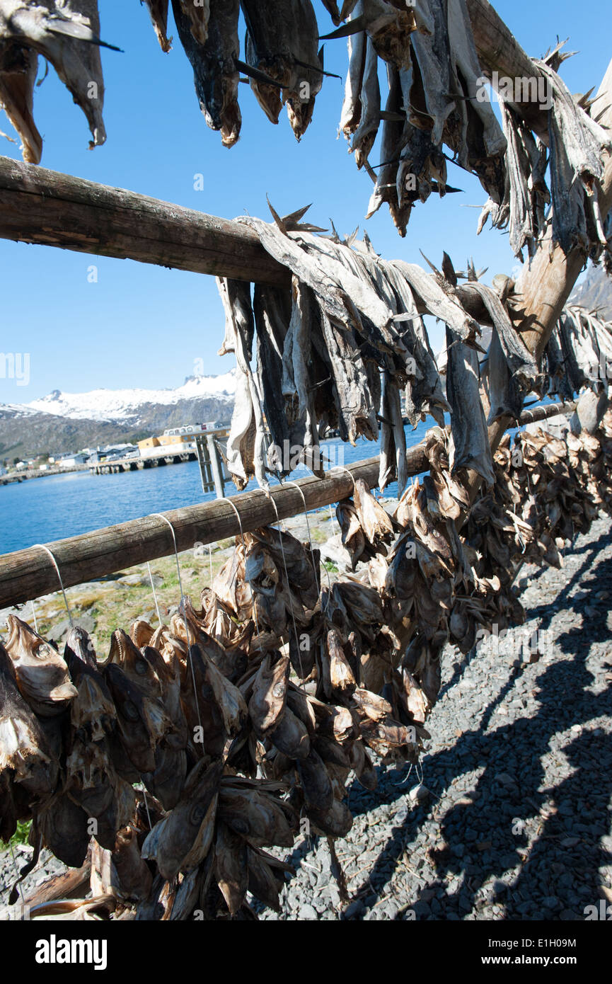 stockfish of the Lofoten Stock Photo - Alamy