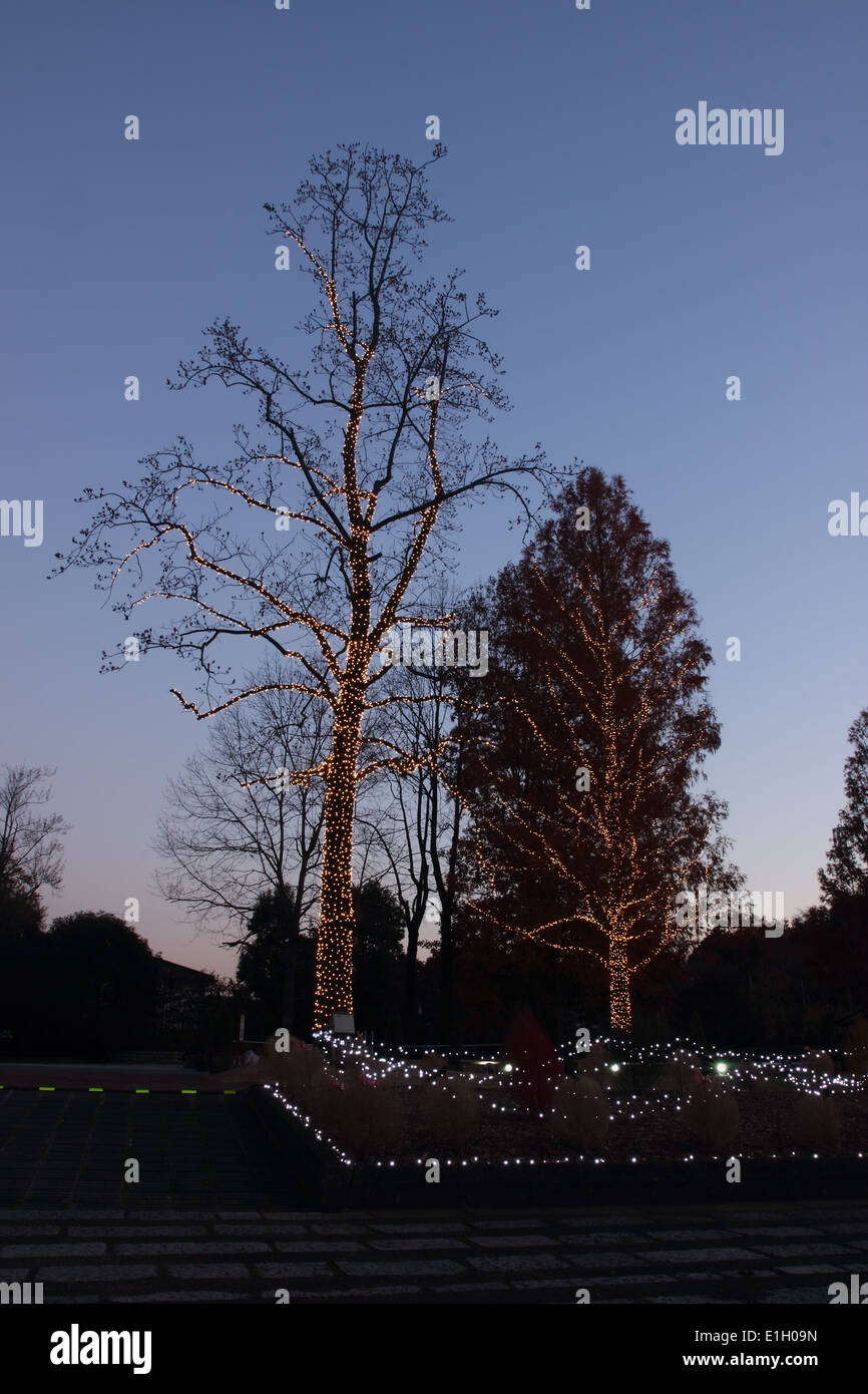 Beautiful illuminated tree in night at shinrin park,Saitama, Japan ...