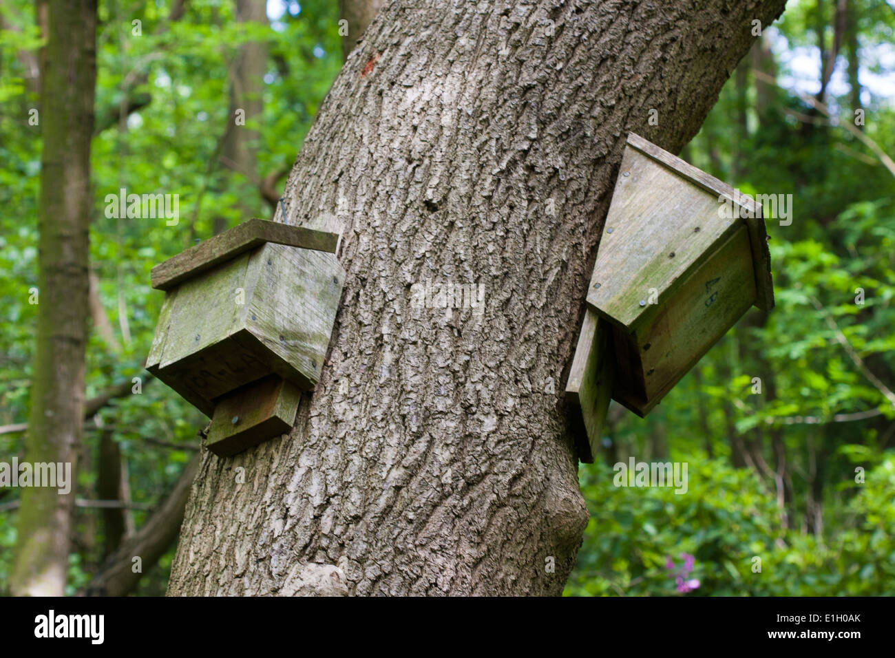 Bat boxes hi-res stock photography and images - Alamy