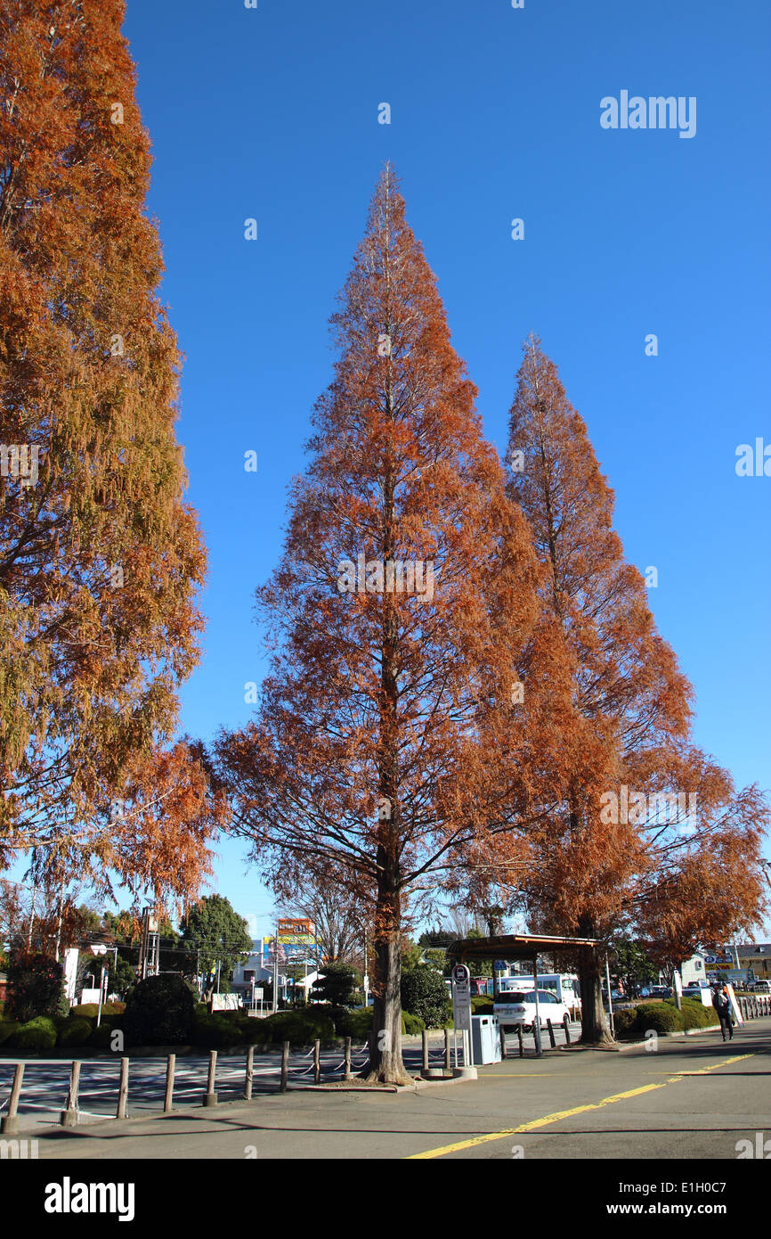 autumn tree background in japan, saitama, Japan Stock Photo - Alamy