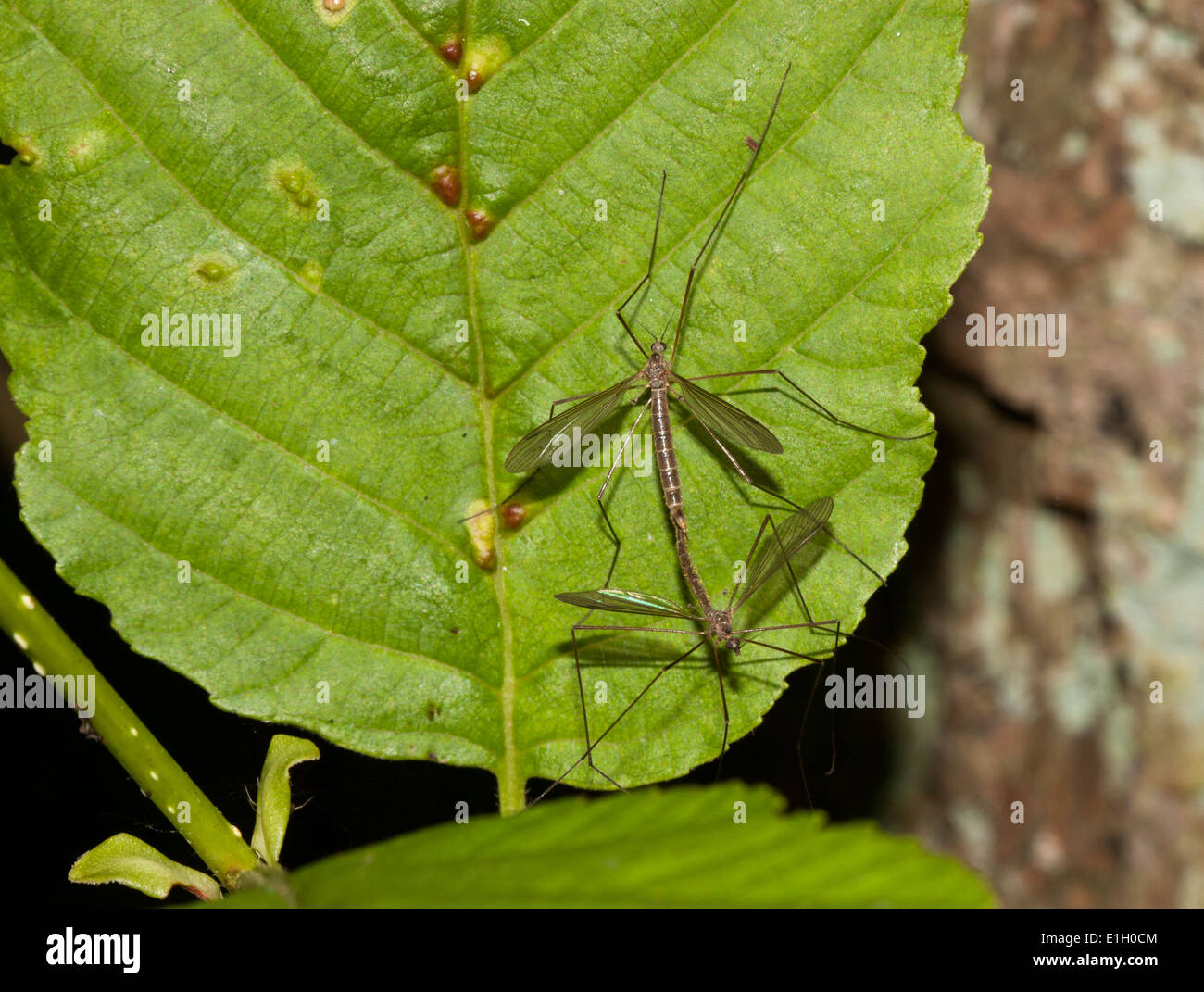 Crane Flies mating Stock Photo - Alamy