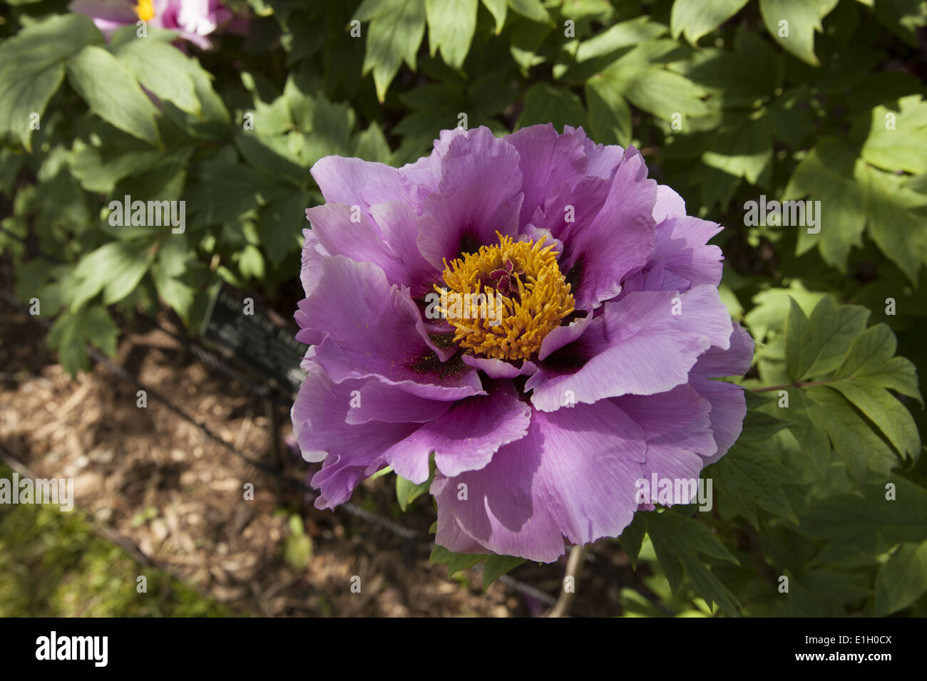 Japanese peonies hi-res stock photography and images - Alamy
