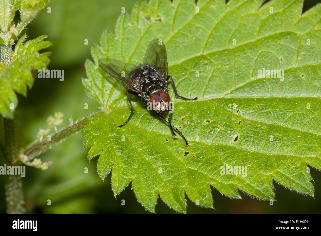 Stable fly hi-res stock photography and images - Alamy