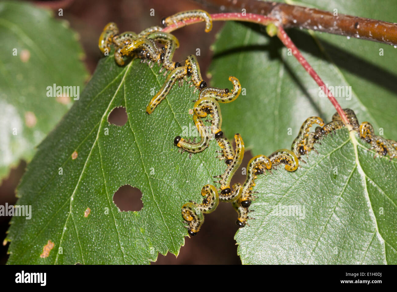 Fly larvae hi-res stock photography and images - Alamy
