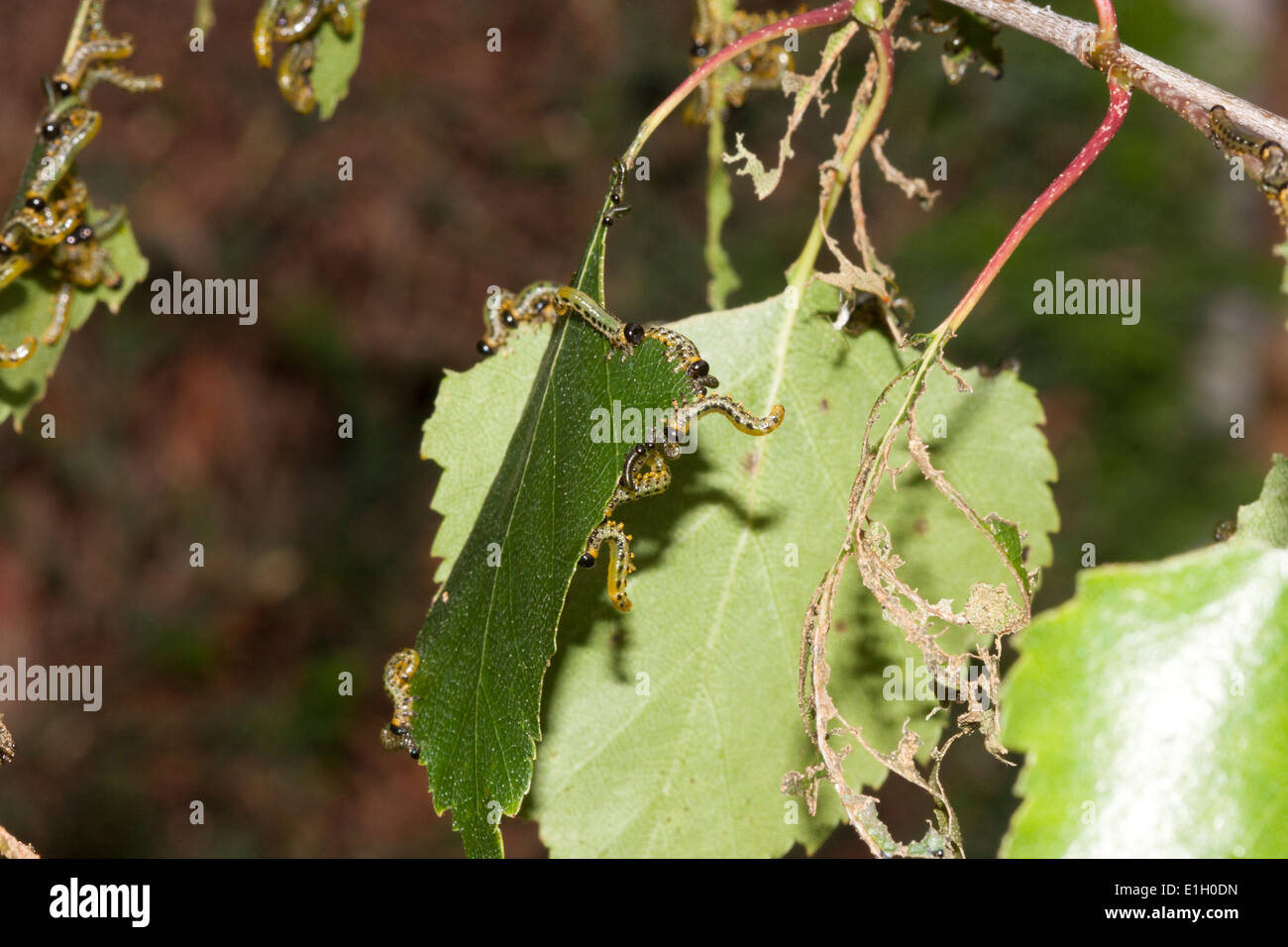 Fly larvae hi-res stock photography and images - Alamy