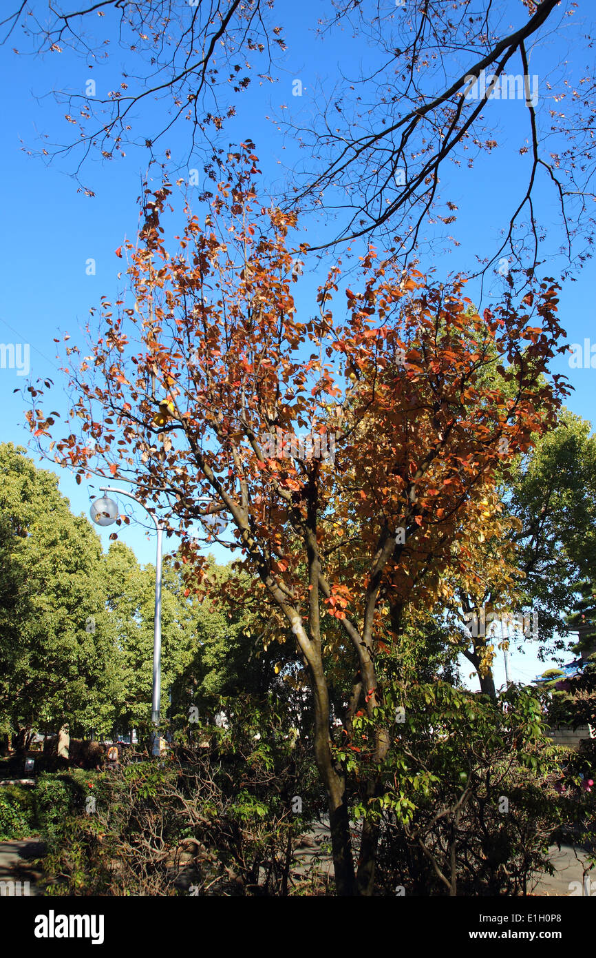 autumn tree background in japan, saitama, Japan Stock Photo - Alamy