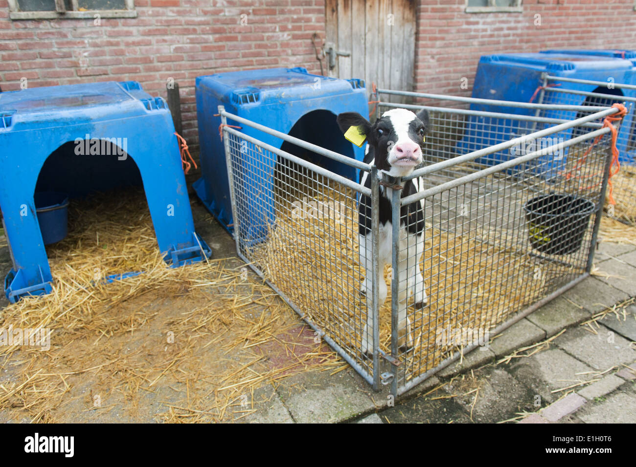 Young calf in cage at the farm Stock Photo - Alamy