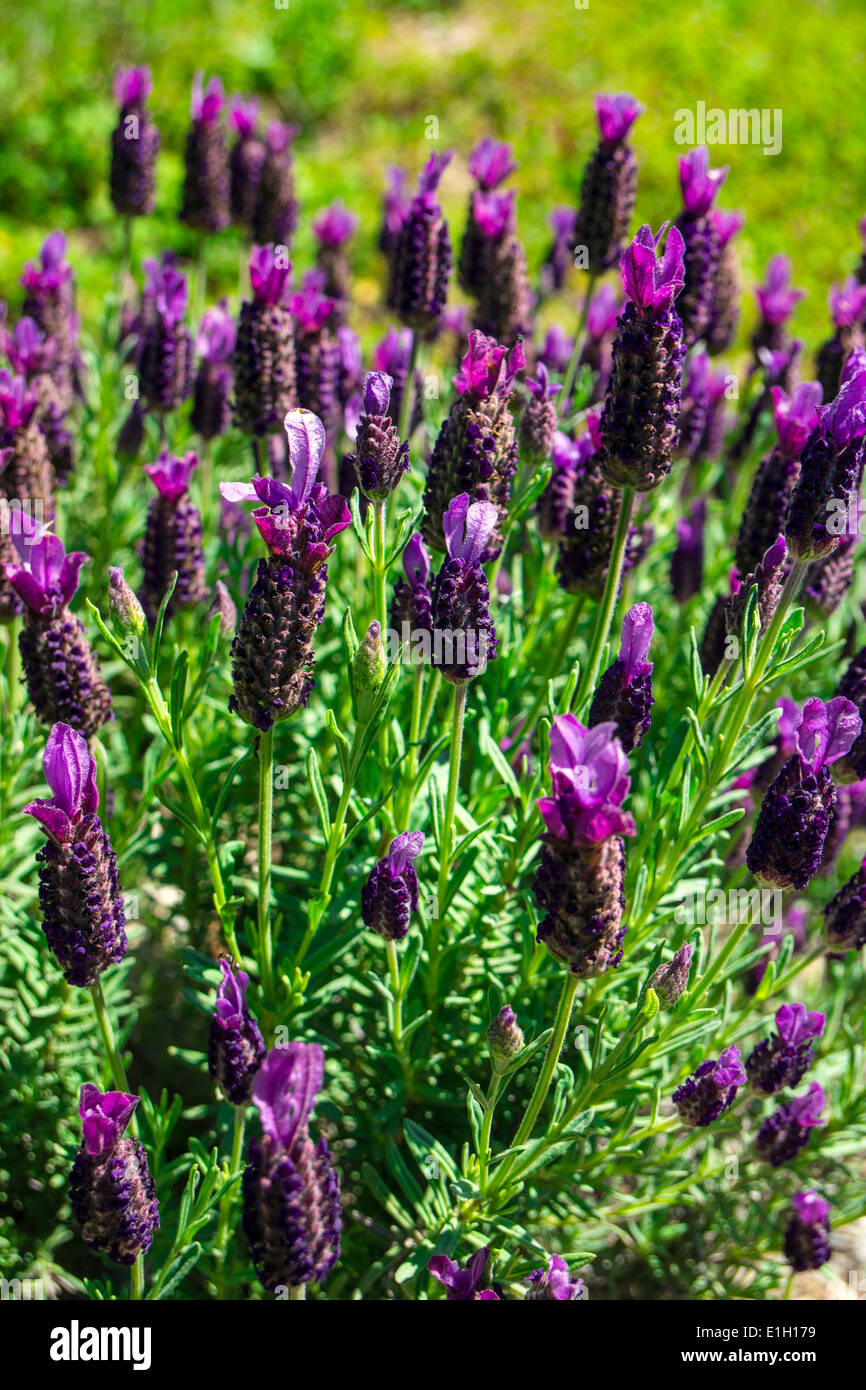 Lavender plans in flower on sunshine, purple and green Stock Photo - Alamy