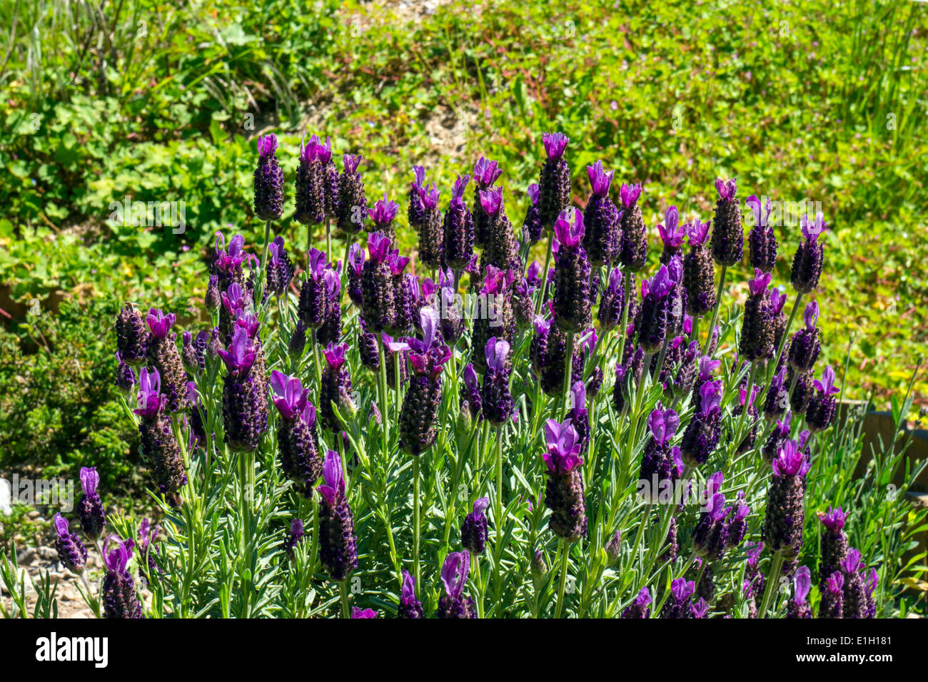 Lavender plans in flower on sunshine, purple and green Stock Photo - Alamy