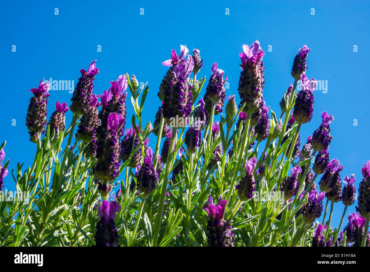 Plans Plants High Resolution Stock Photography and Images - Alamy