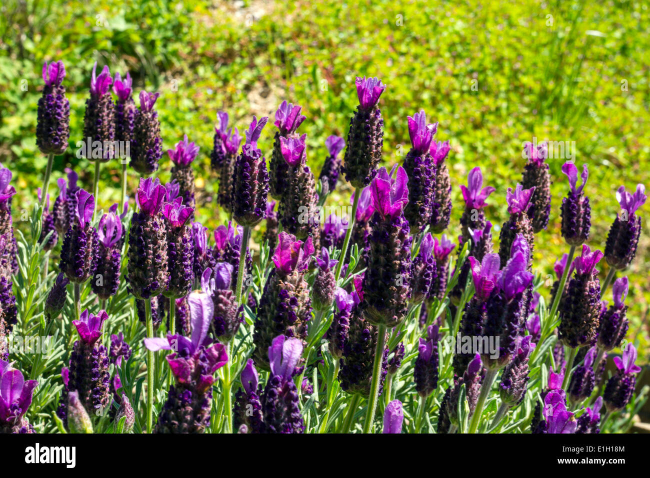 Plans Plants High Resolution Stock Photography and Images - Alamy