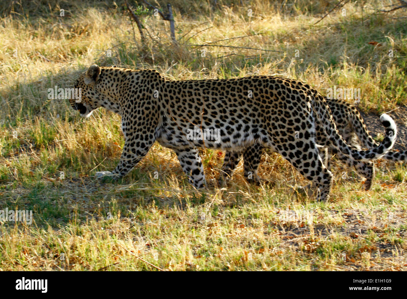 Leopards are powerful big cats able to take large prey due to their ...