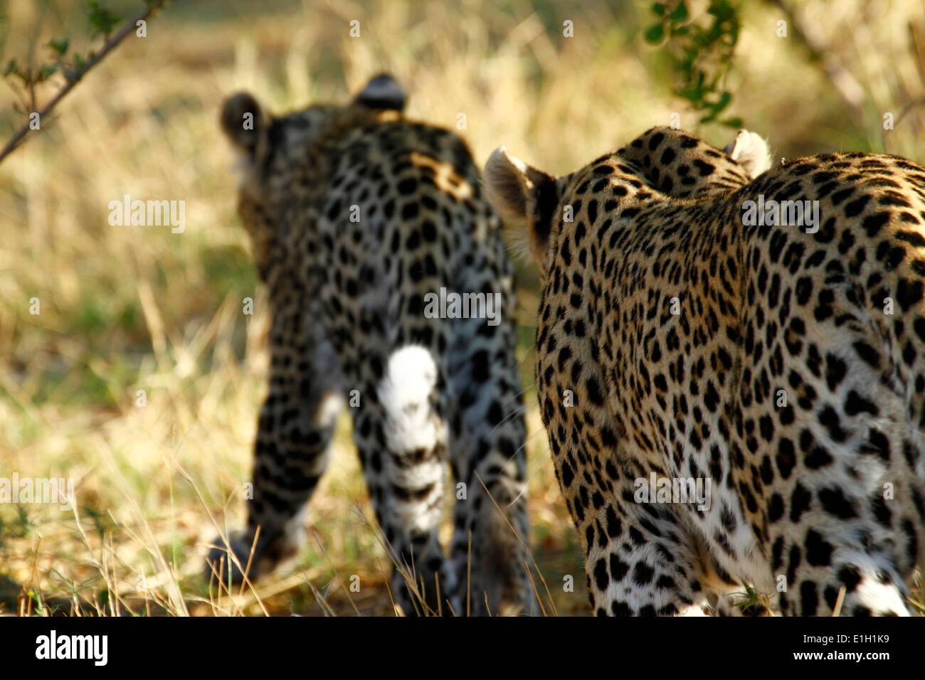 Leopards are powerful big cats able to take large prey due to their ...