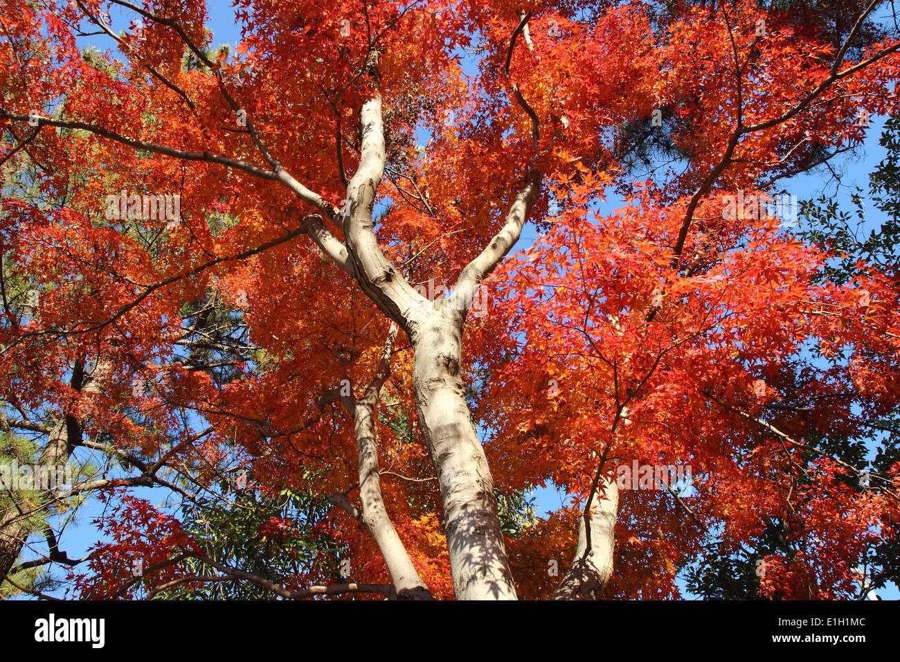 japanese red maple tree background , saitama, Japan Stock Photo - Alamy