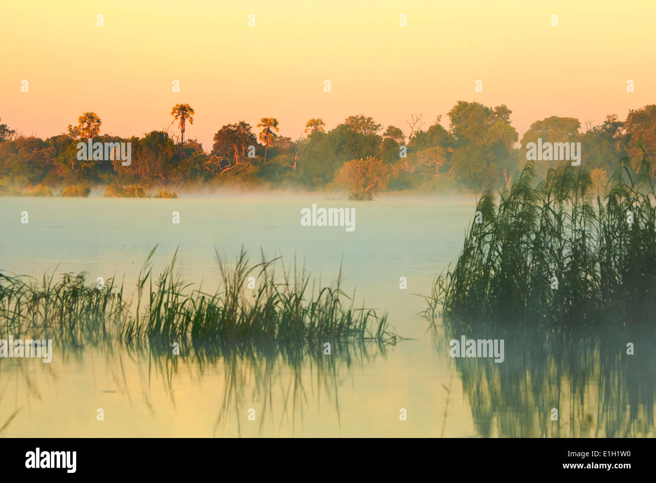 Zambia plants hi-res stock photography and images - Alamy
