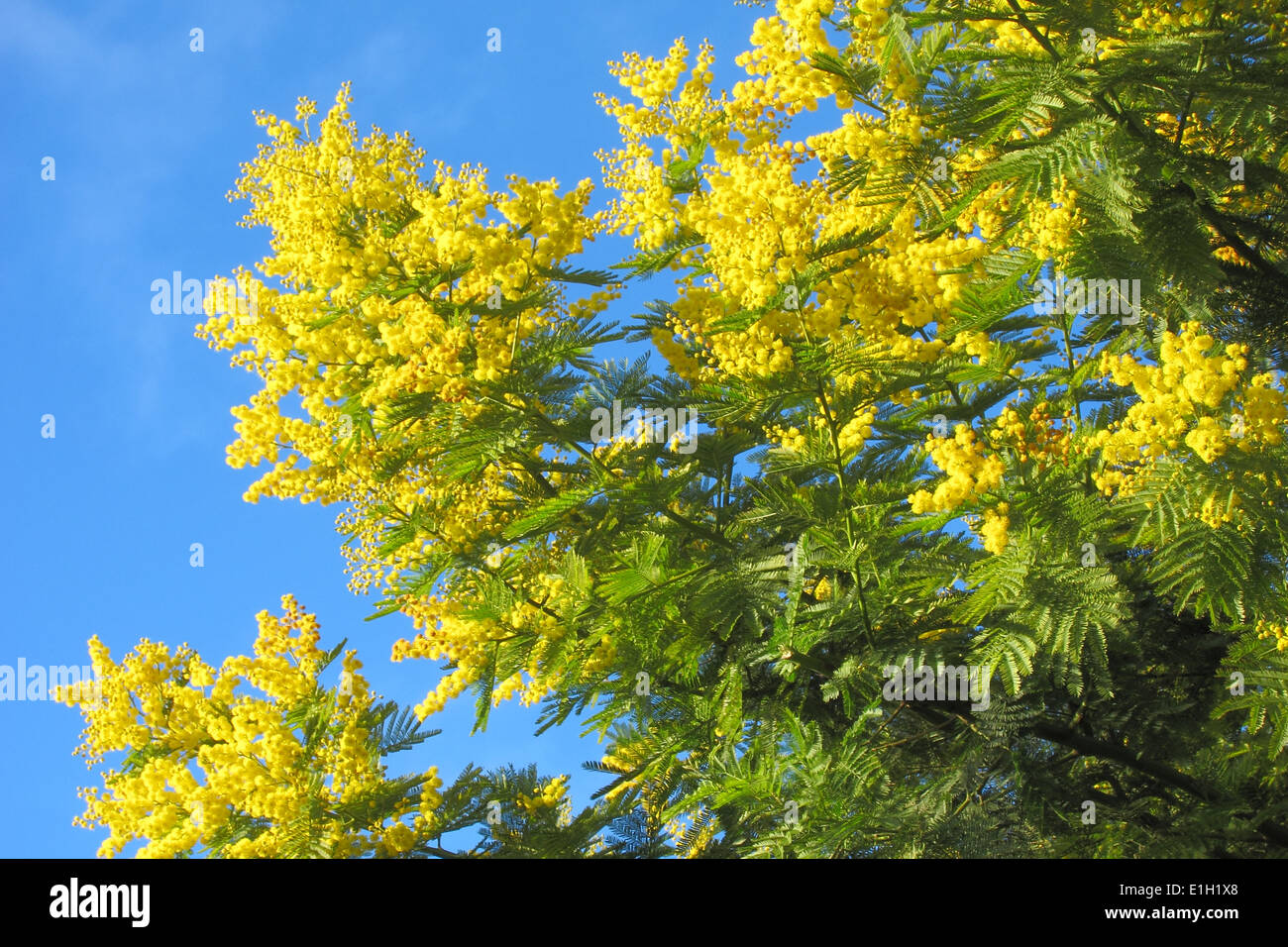 Mimosa flowers hi-res stock photography and images - Alamy