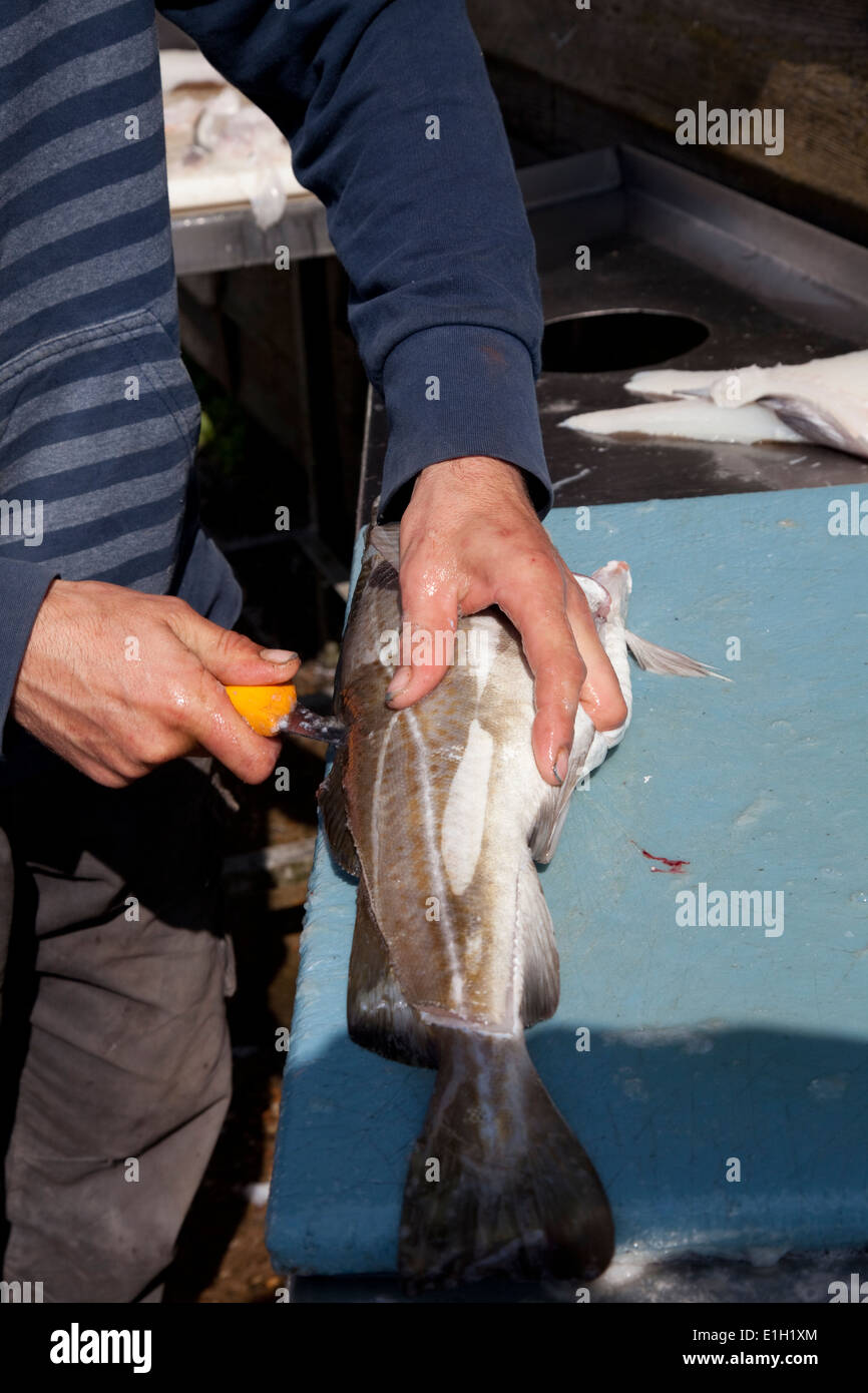 Gutting cod fish hi-res stock photography and images - Alamy