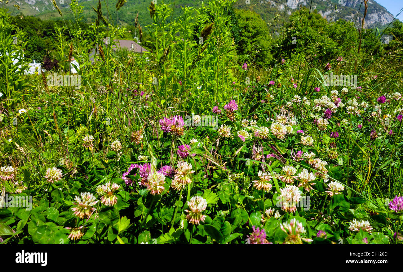 Hay grass hi-res stock photography and images - Alamy