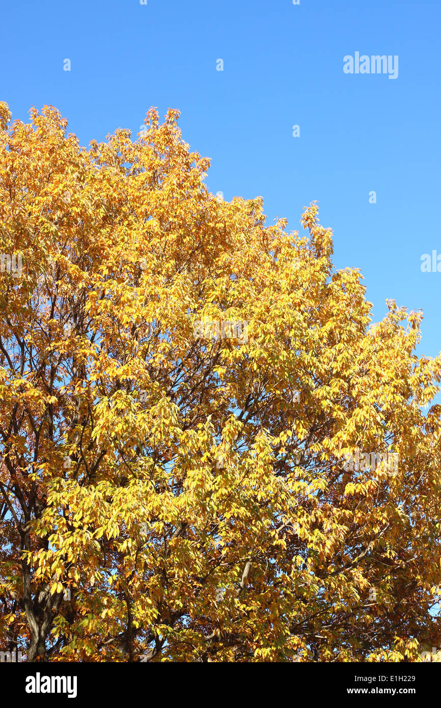 autumn tree background in japan, saitama, Japan Stock Photo - Alamy