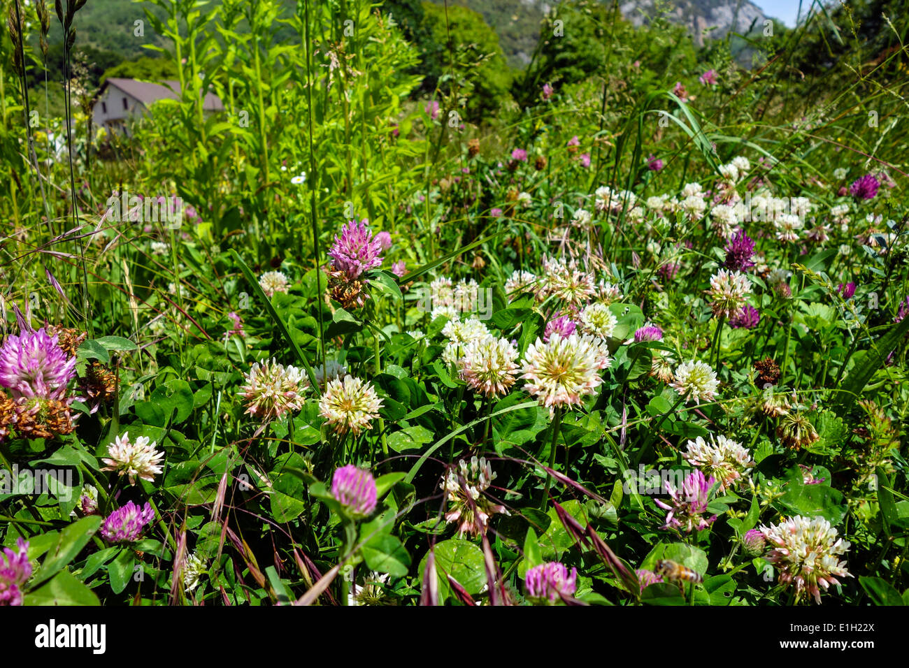 Hay grass hi-res stock photography and images - Alamy