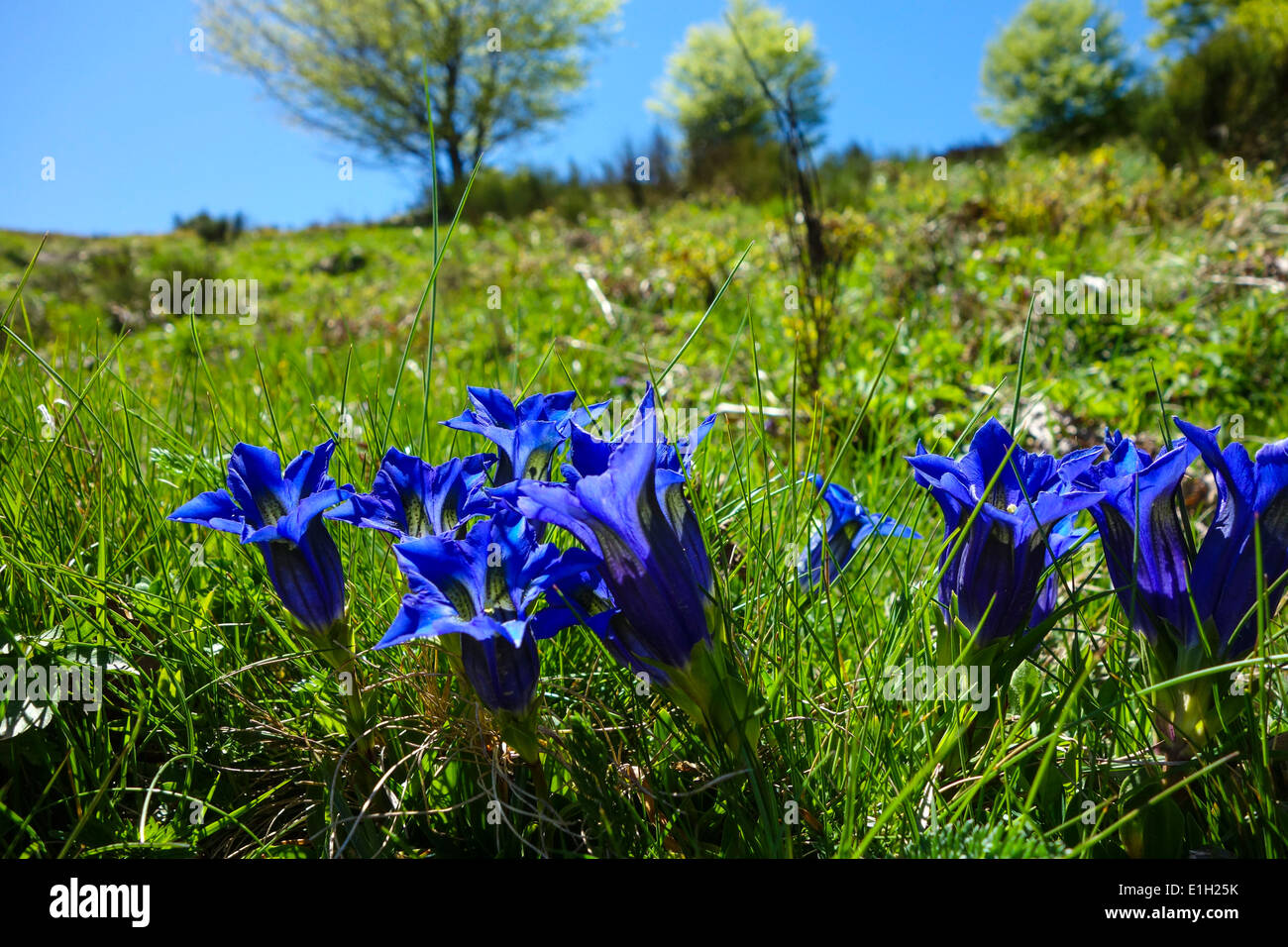 Gentians High Resolution Stock Photography and Images - Alamy